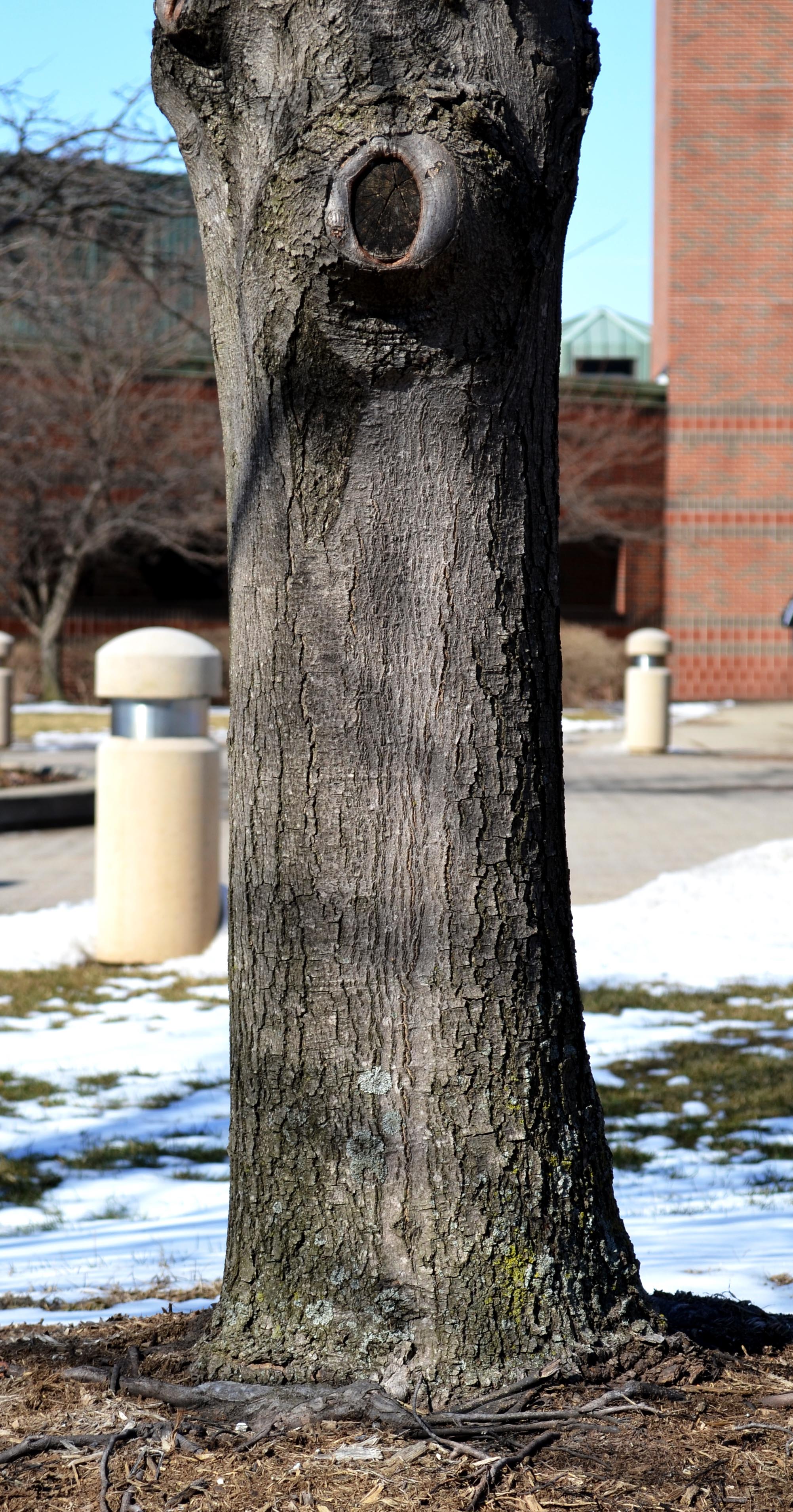 Acer rubrum ‘Autumn Flame’ – Purdue Arboretum Explorer