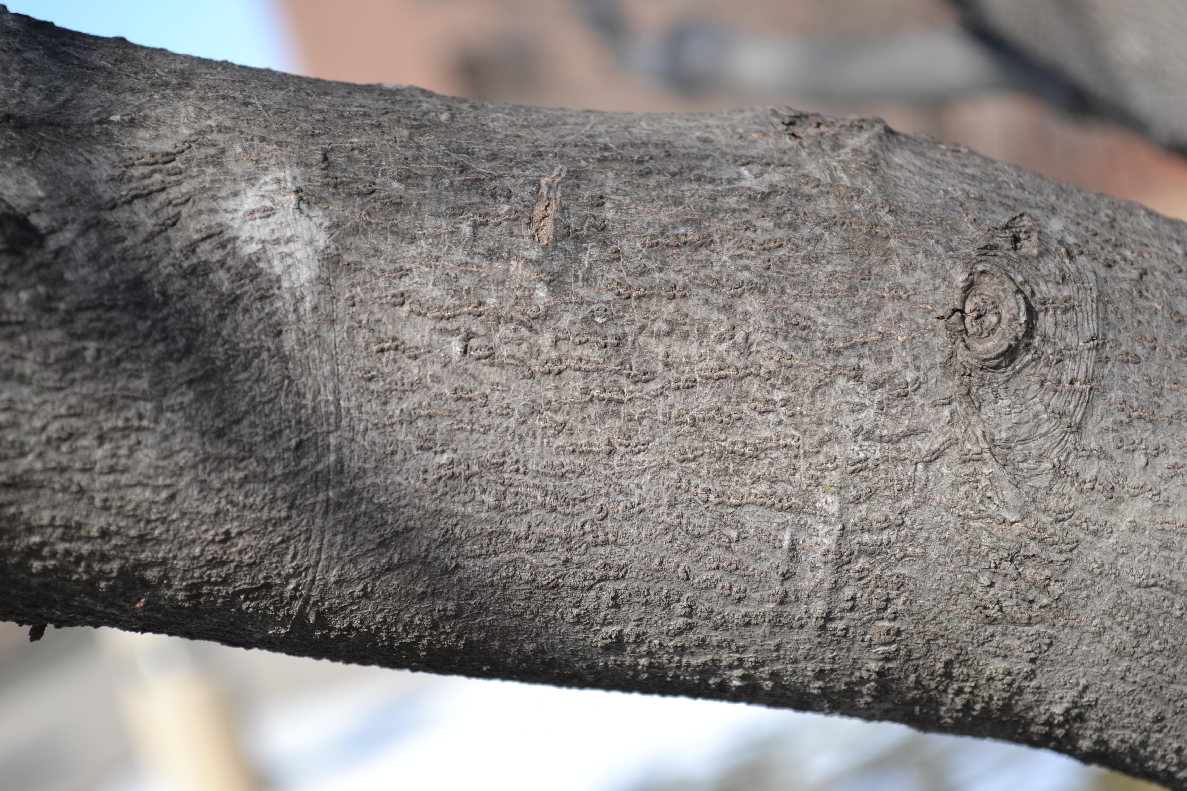 Acer rubrum ‘Autumn Flame’ – Purdue Arboretum Explorer