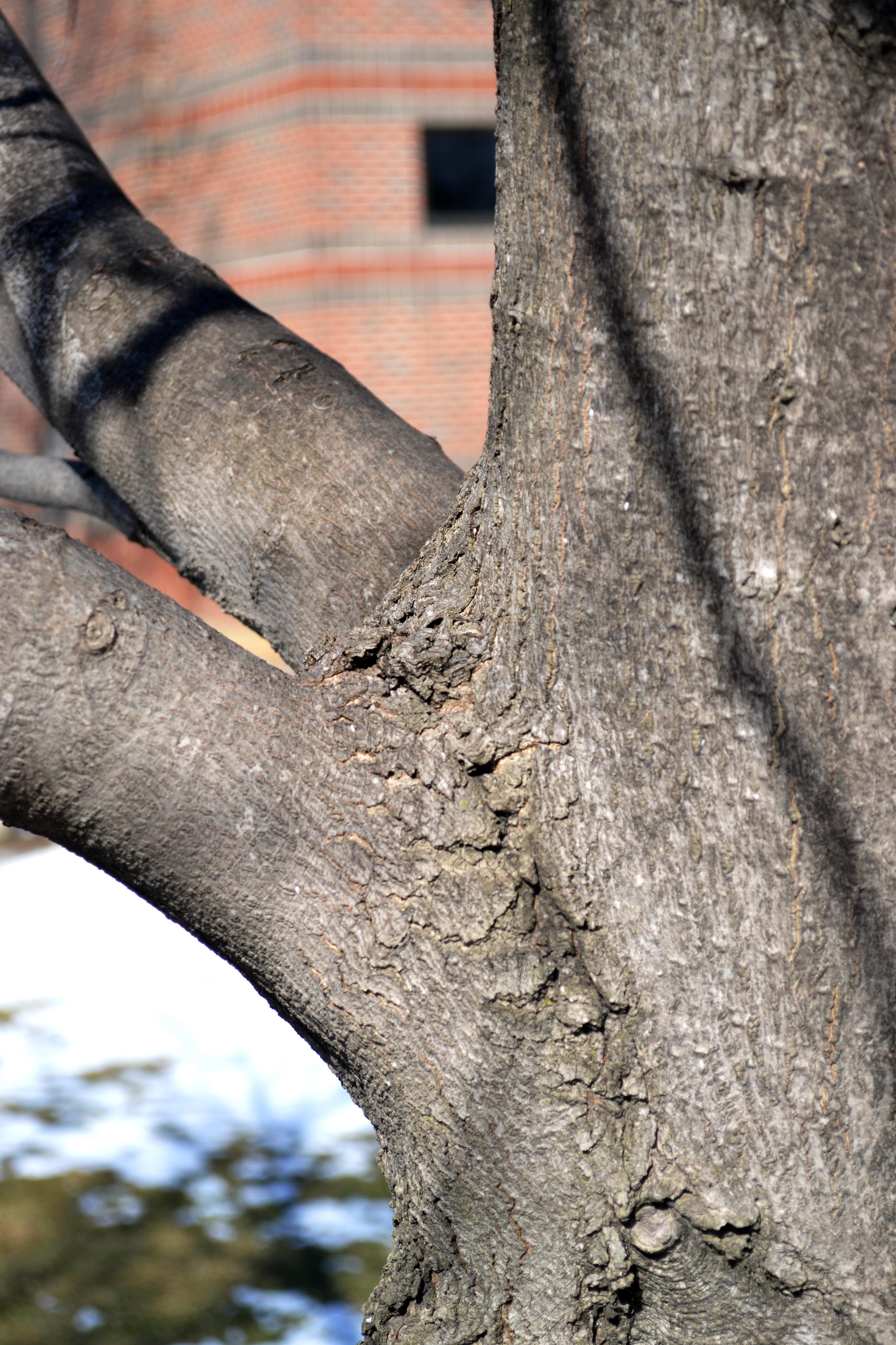 Acer rubrum ‘Autumn Flame’ – Purdue Arboretum Explorer