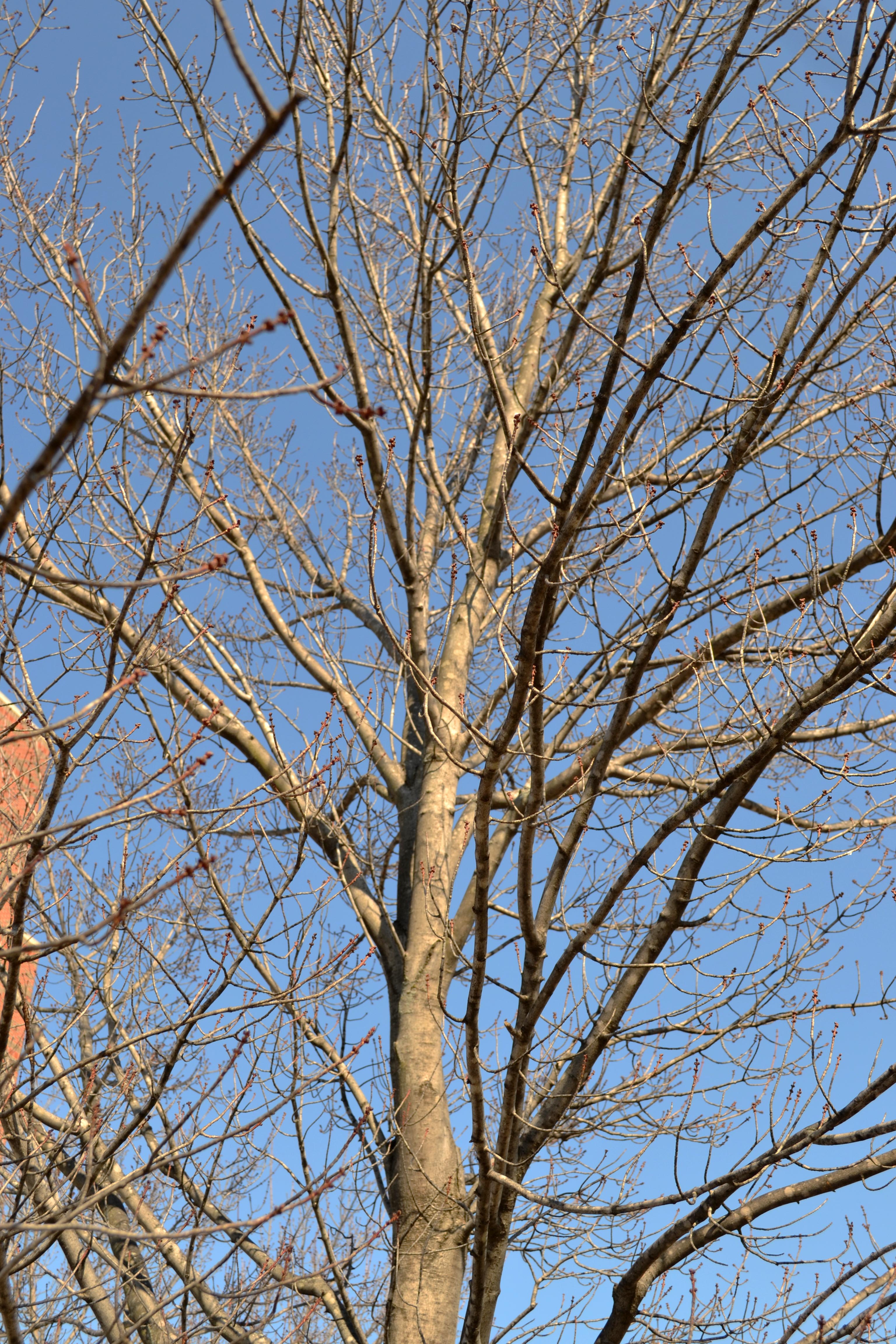 Acer rubrum ‘Autumn Flame’ – Purdue Arboretum Explorer