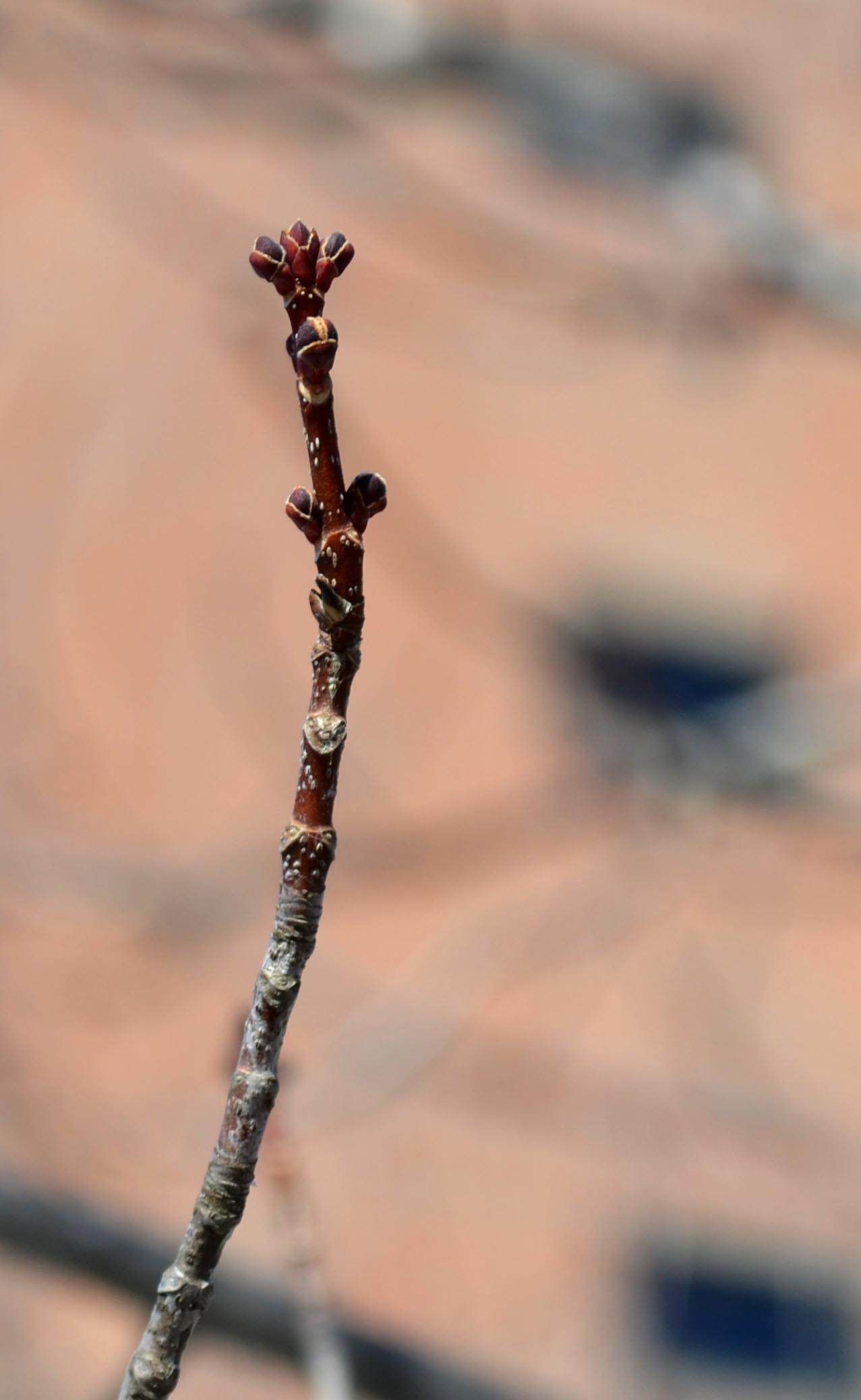 Acer rubrum ‘Autumn Flame’ – Purdue Arboretum Explorer
