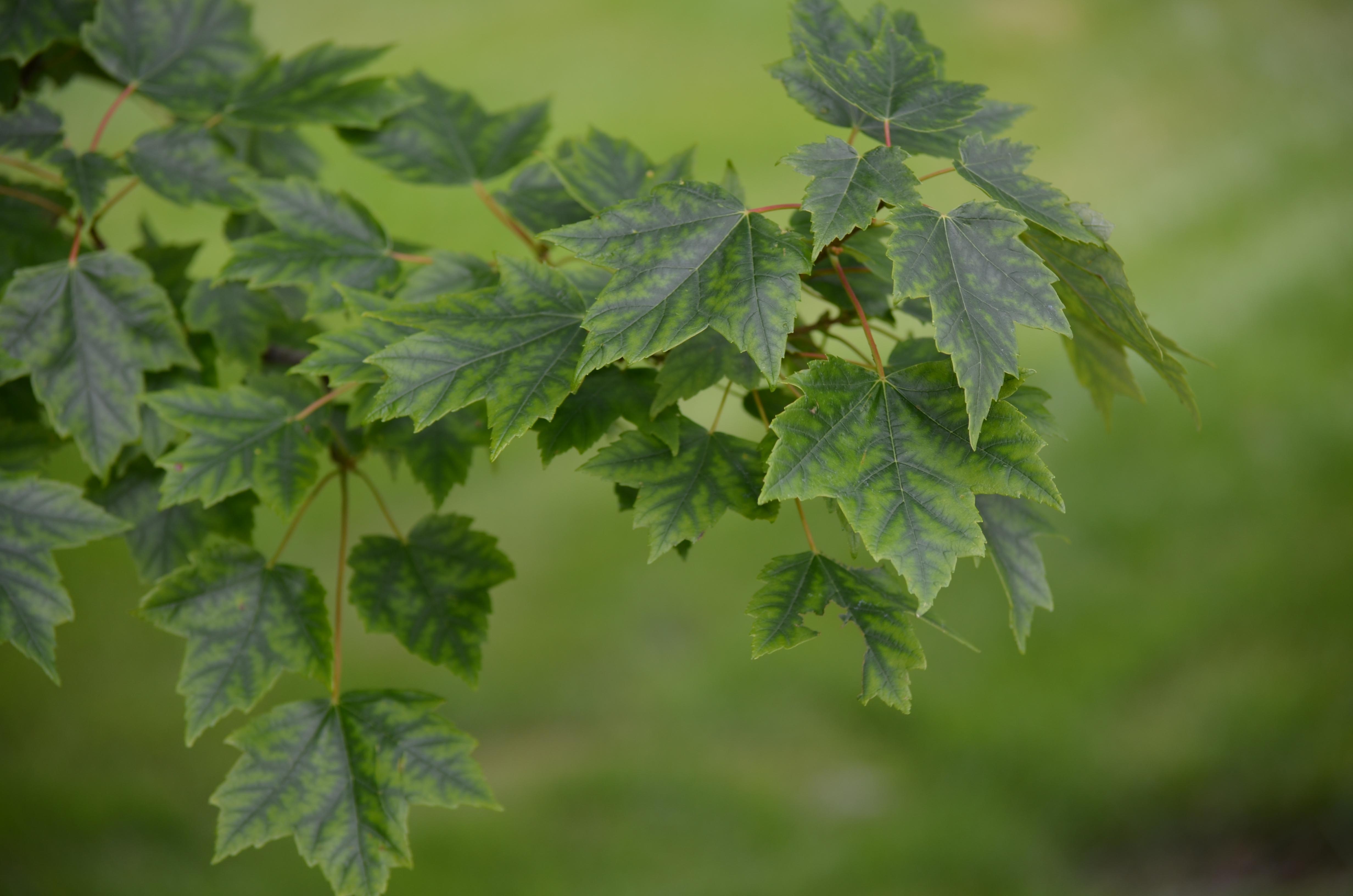 Acer rubrum ‘Autumn Flame’ – Purdue Arboretum Explorer