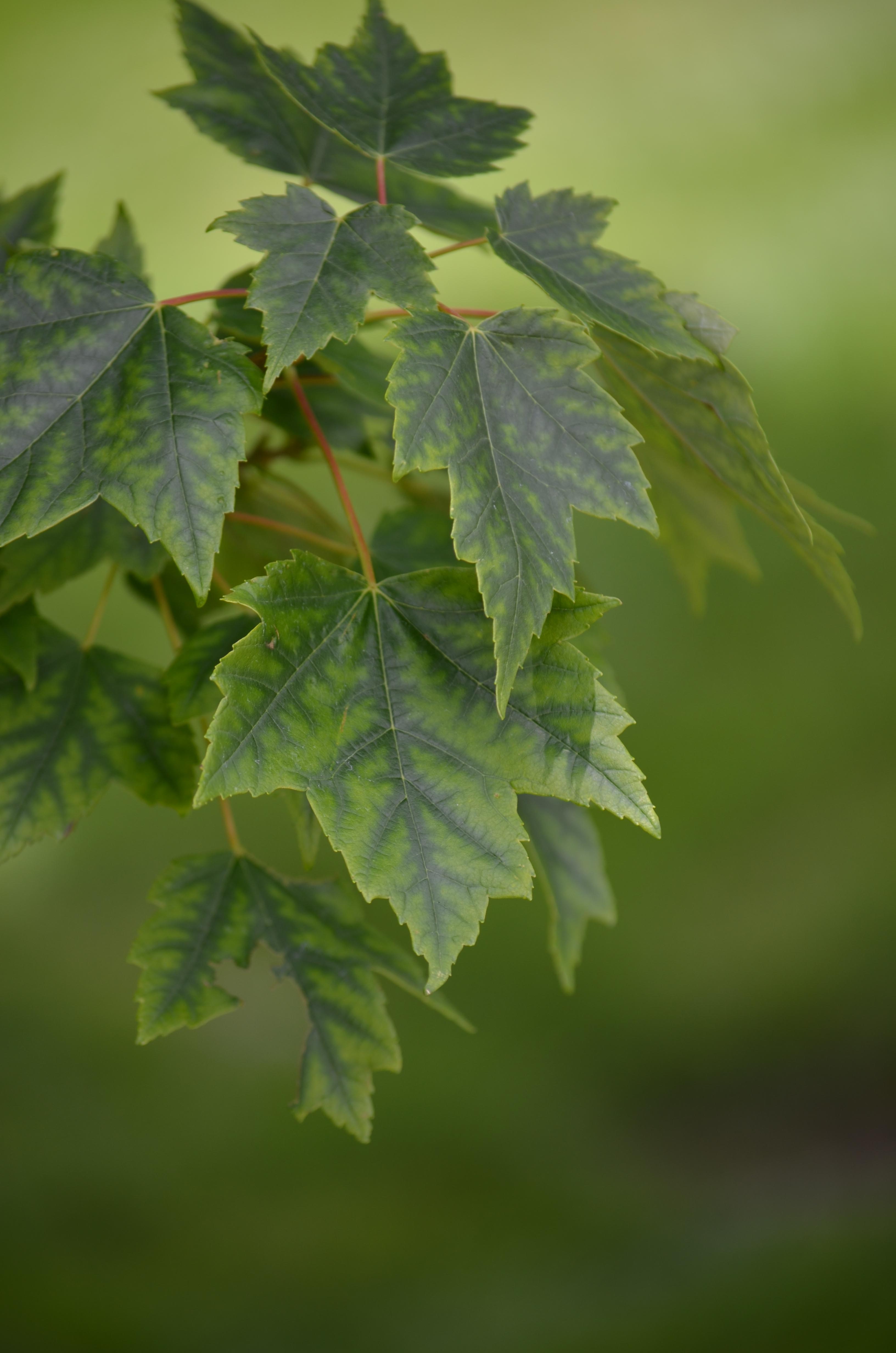 Acer rubrum ‘Autumn Flame’ – Purdue Arboretum Explorer