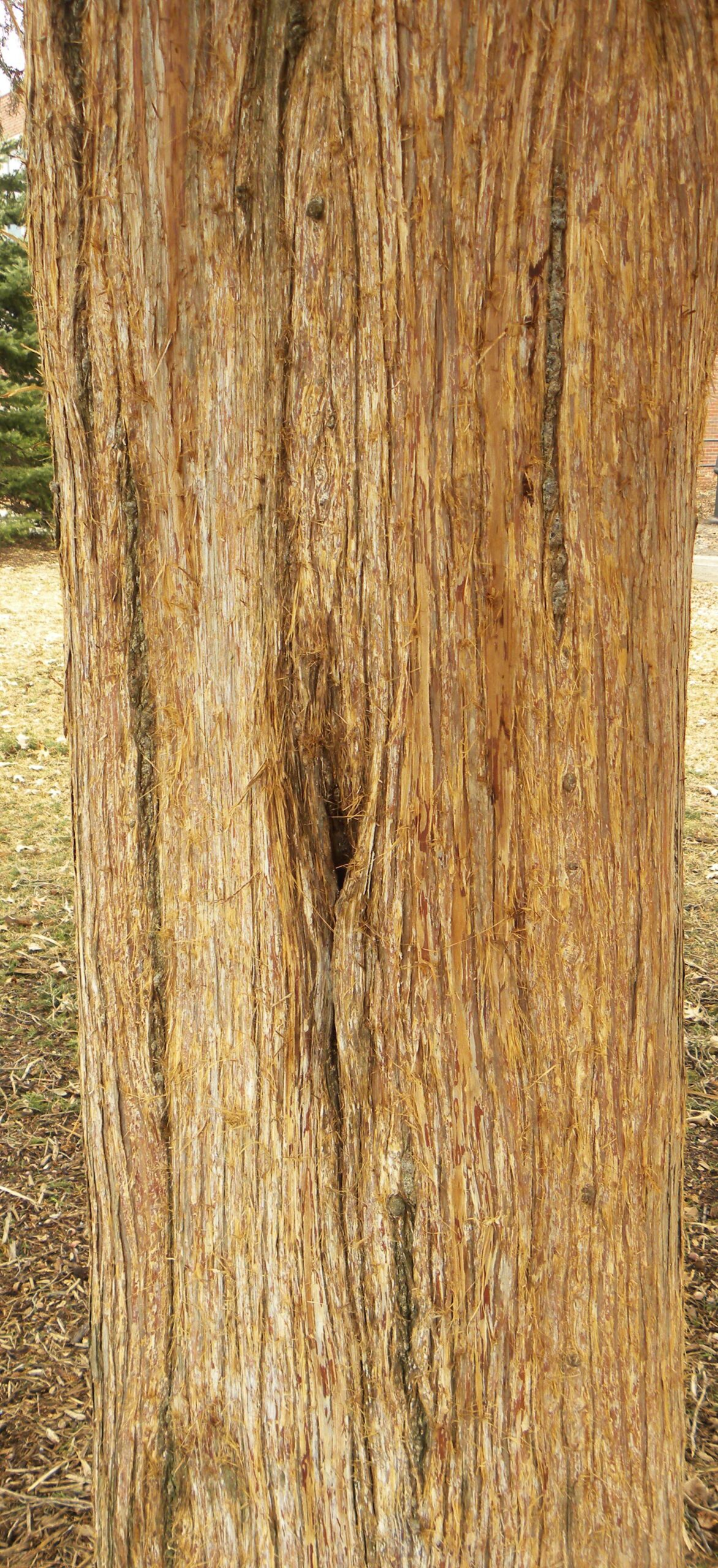 Juniperus virginiana – Purdue Arboretum Explorer