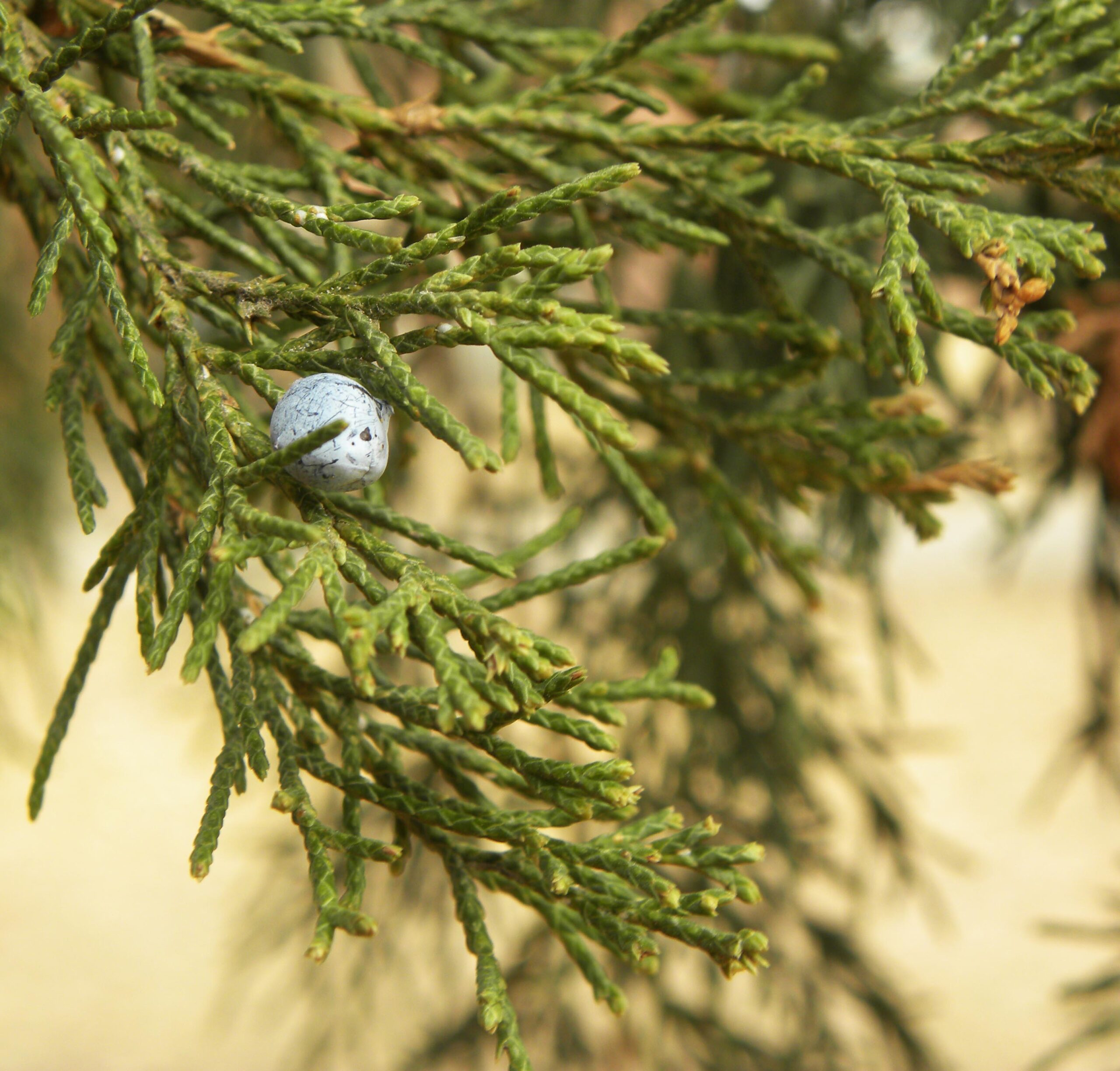 Juniperus virginiana – Purdue Arboretum Explorer