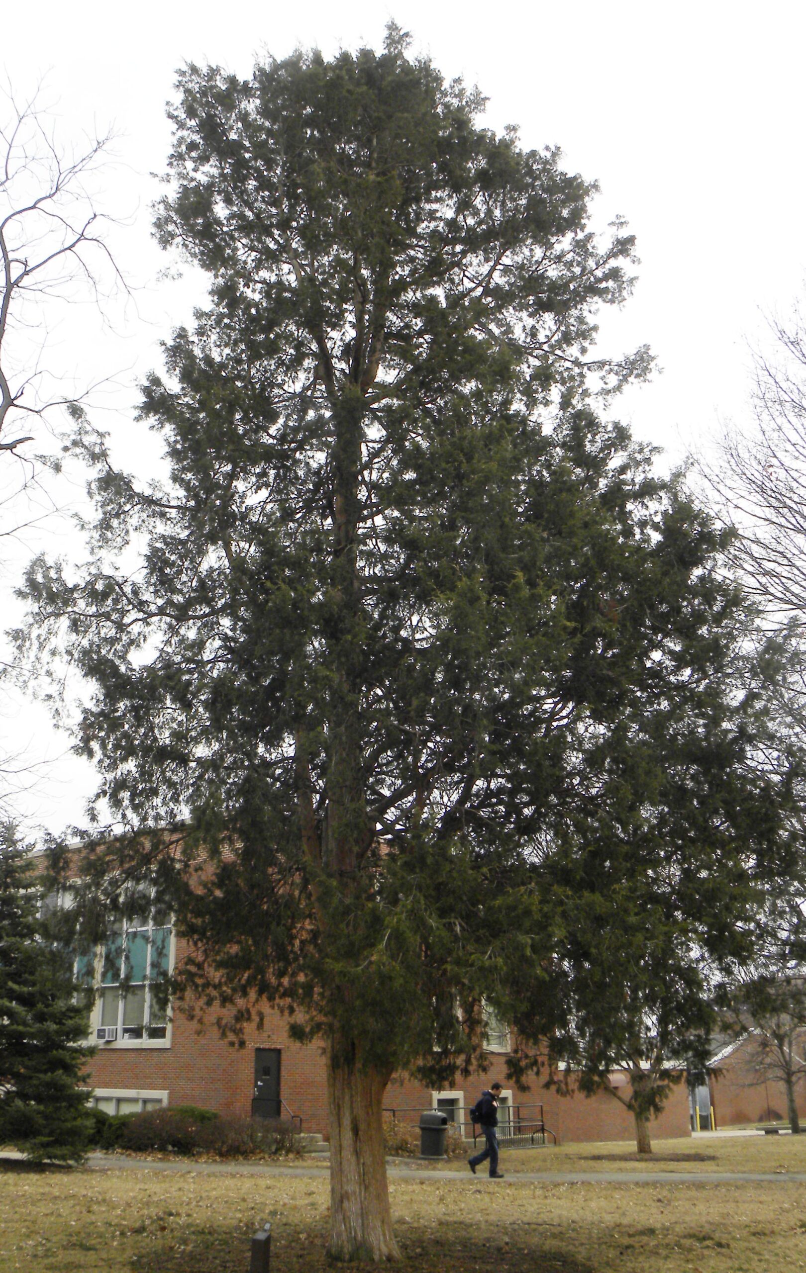 Juniperus virginiana – Purdue Arboretum Explorer