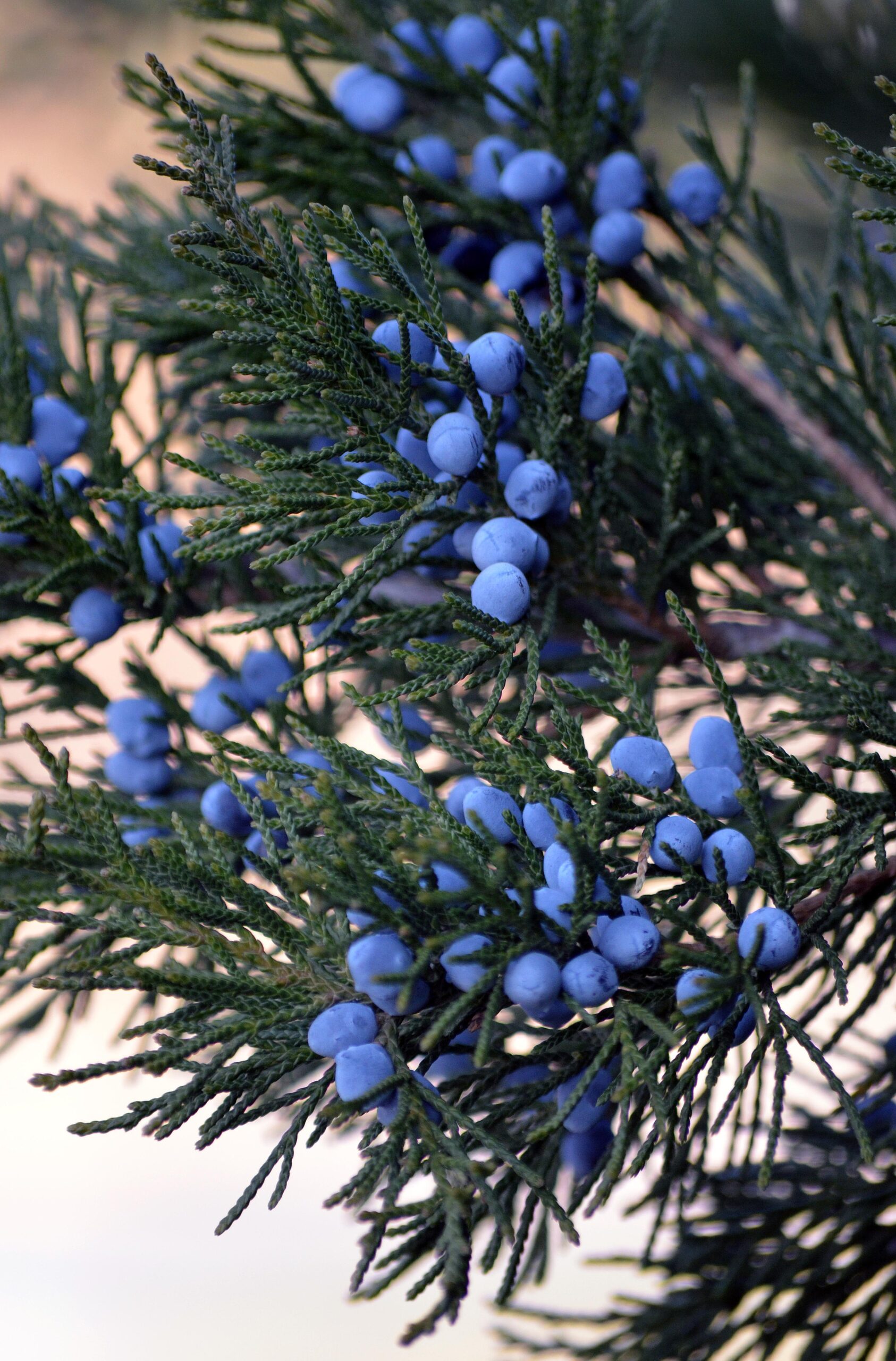 Juniperus virginiana ‘Canaertii’ – Purdue Arboretum Explorer