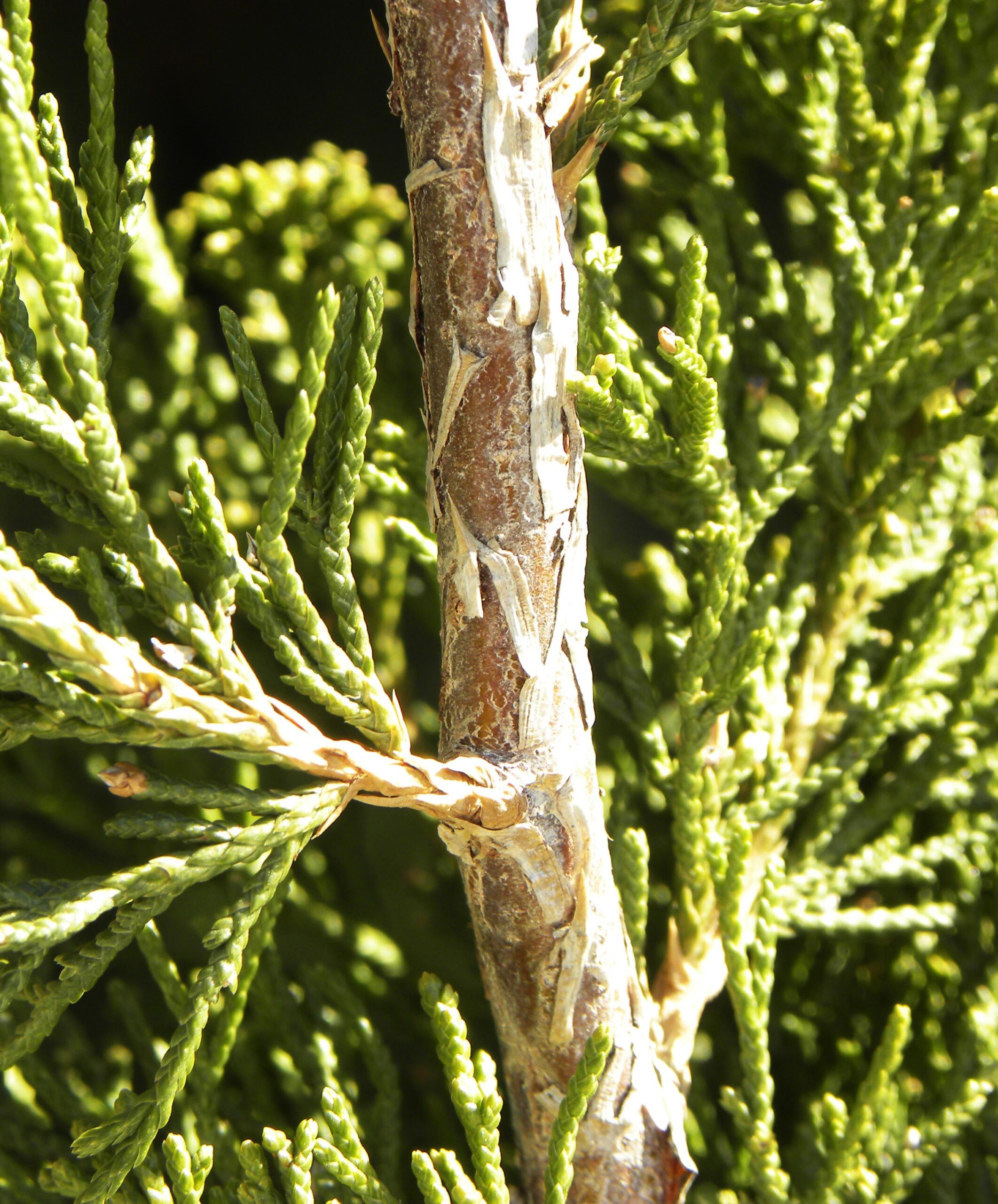 Juniperus virginiana ‘Canaertii’ – Purdue Arboretum Explorer