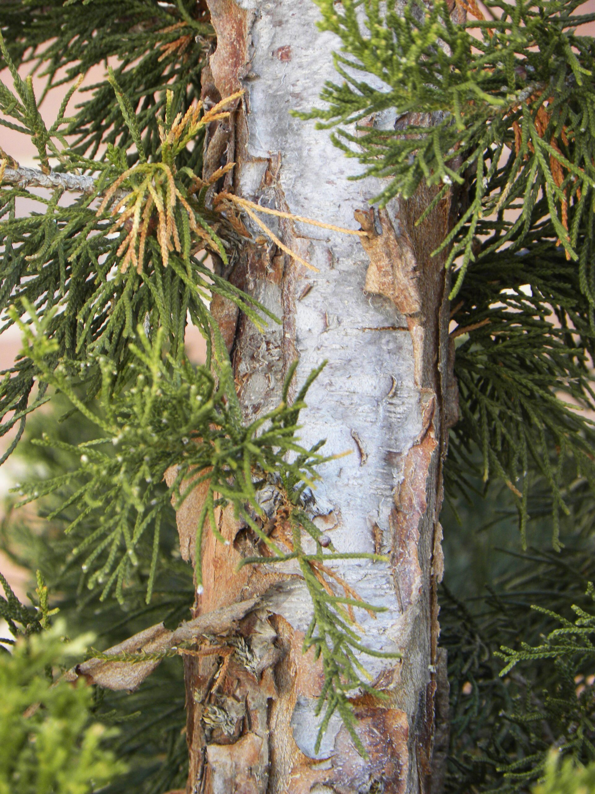 Juniperus virginiana ‘Canaertii’ – Purdue Arboretum Explorer