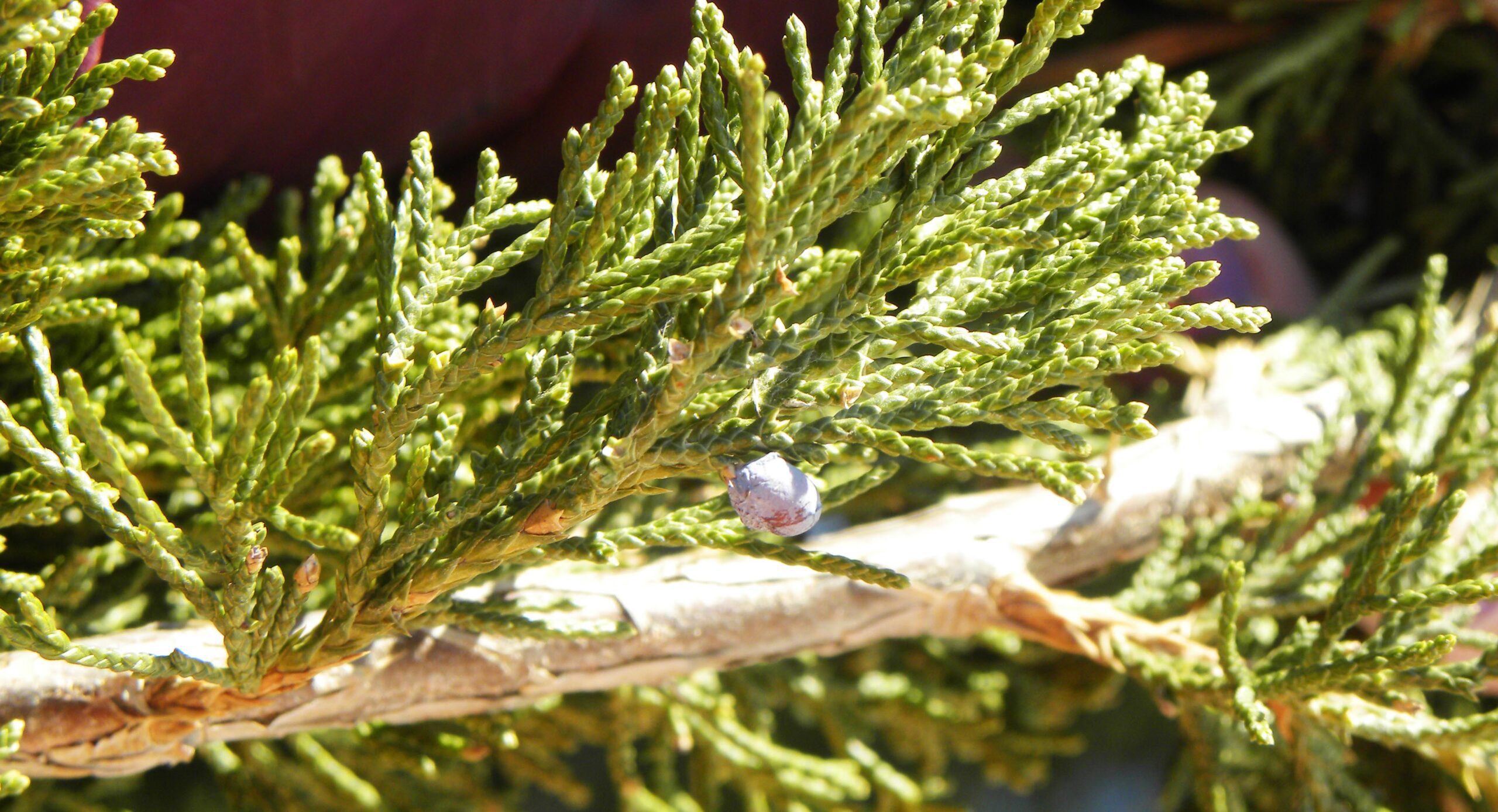Juniperus virginiana ‘Canaertii’ – Purdue Arboretum Explorer