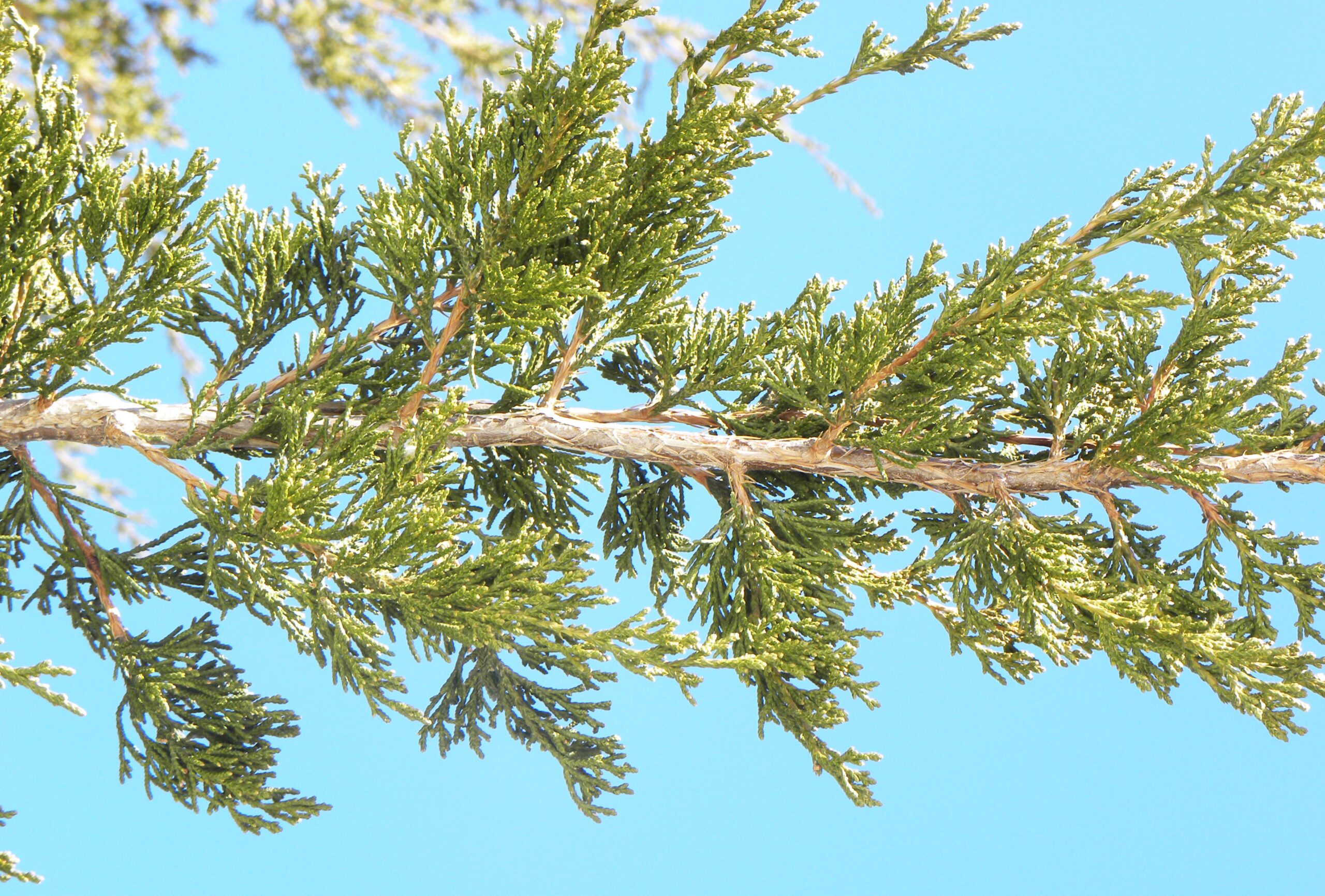 Juniperus virginiana ‘Canaertii’ – Purdue Arboretum Explorer