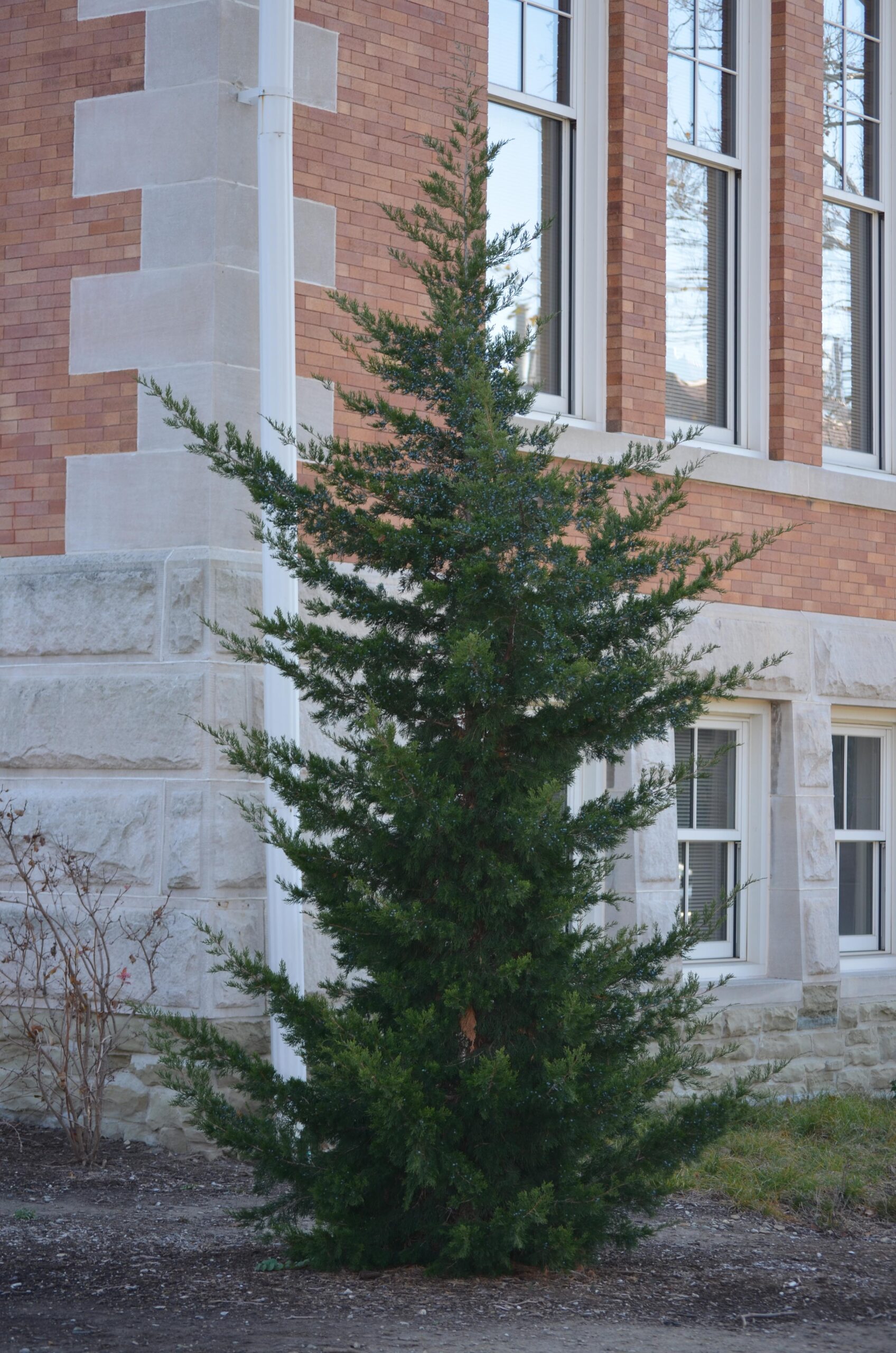 Juniperus virginiana ‘Canaertii’ – Purdue Arboretum Explorer