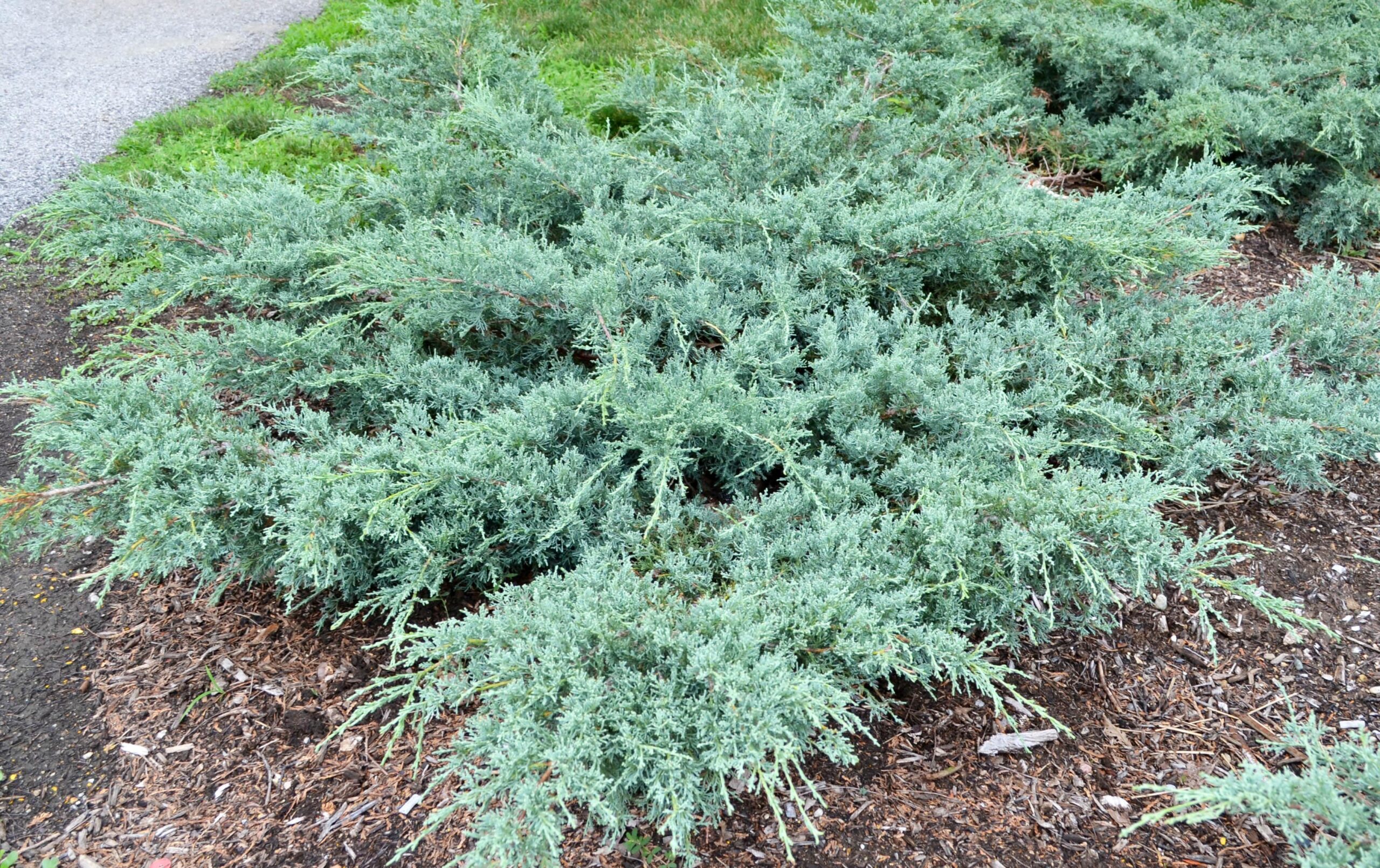 Juniperus virginiana ‘Grey Owl’ – Purdue Arboretum Explorer