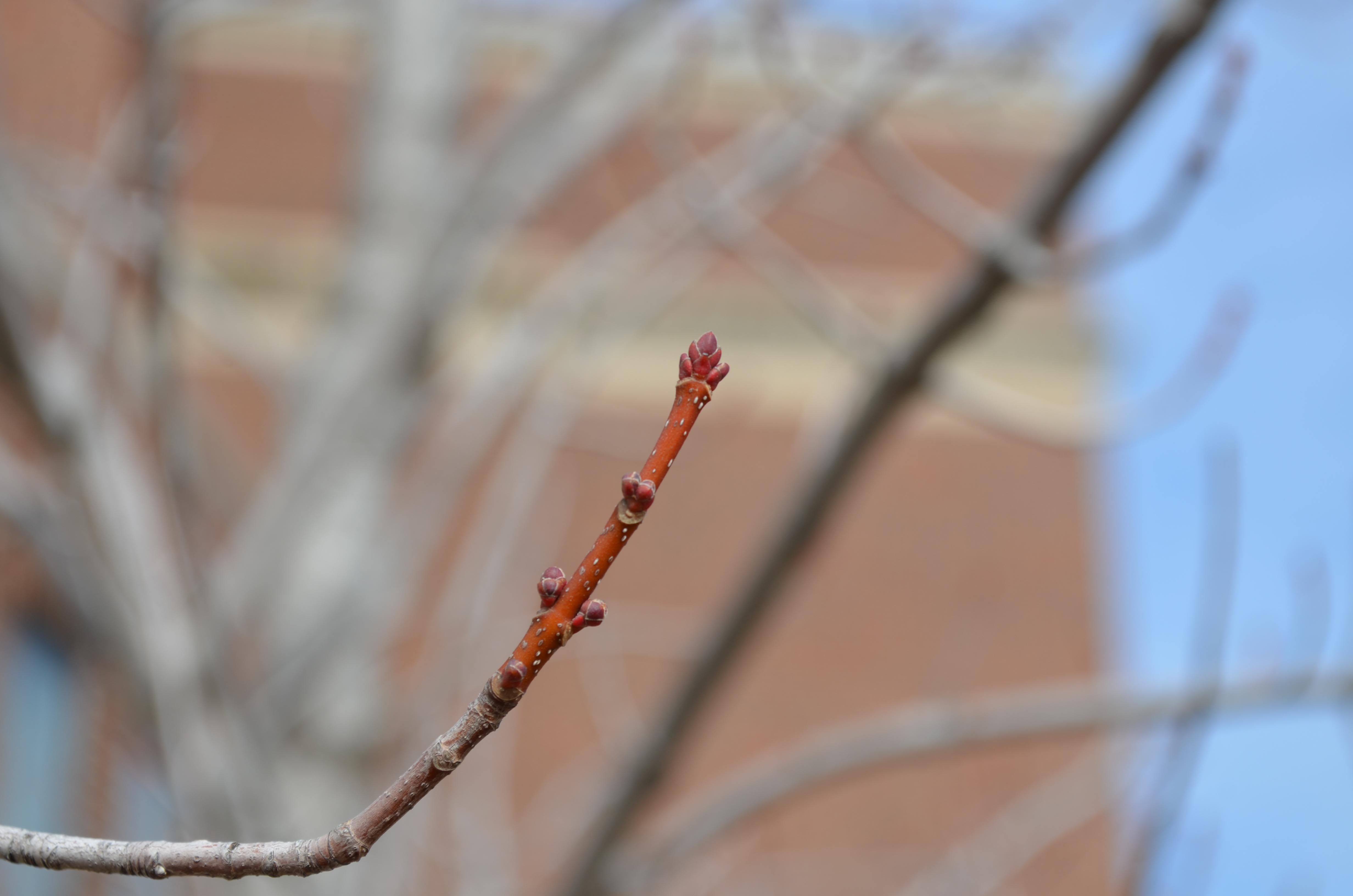 Acer rubrum ‘Autumn Spire’ – Purdue Arboretum Explorer