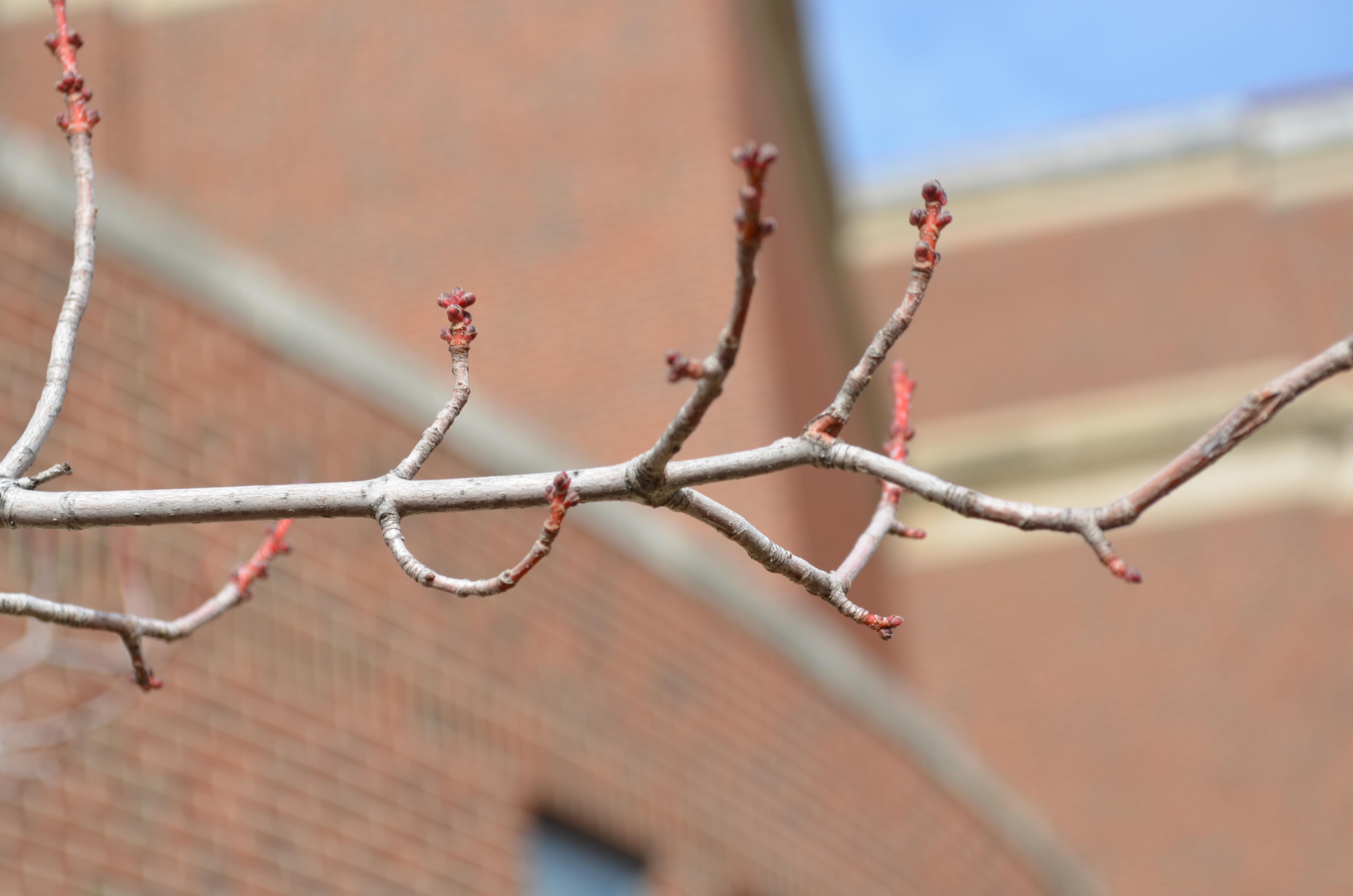 Acer rubrum ‘Autumn Spire’ – Purdue Arboretum Explorer