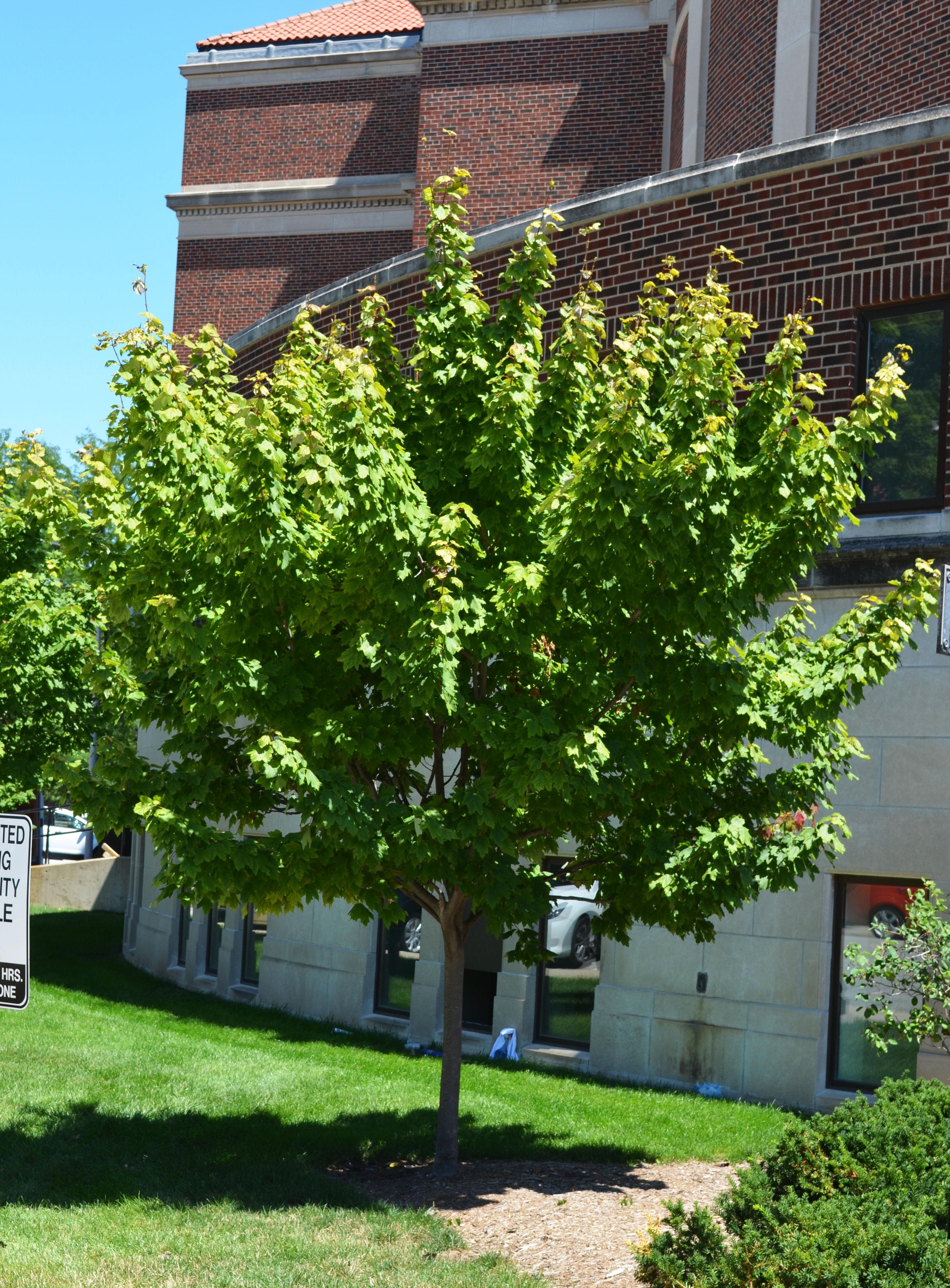 Acer rubrum ‘Autumn Spire’ – Purdue Arboretum Explorer