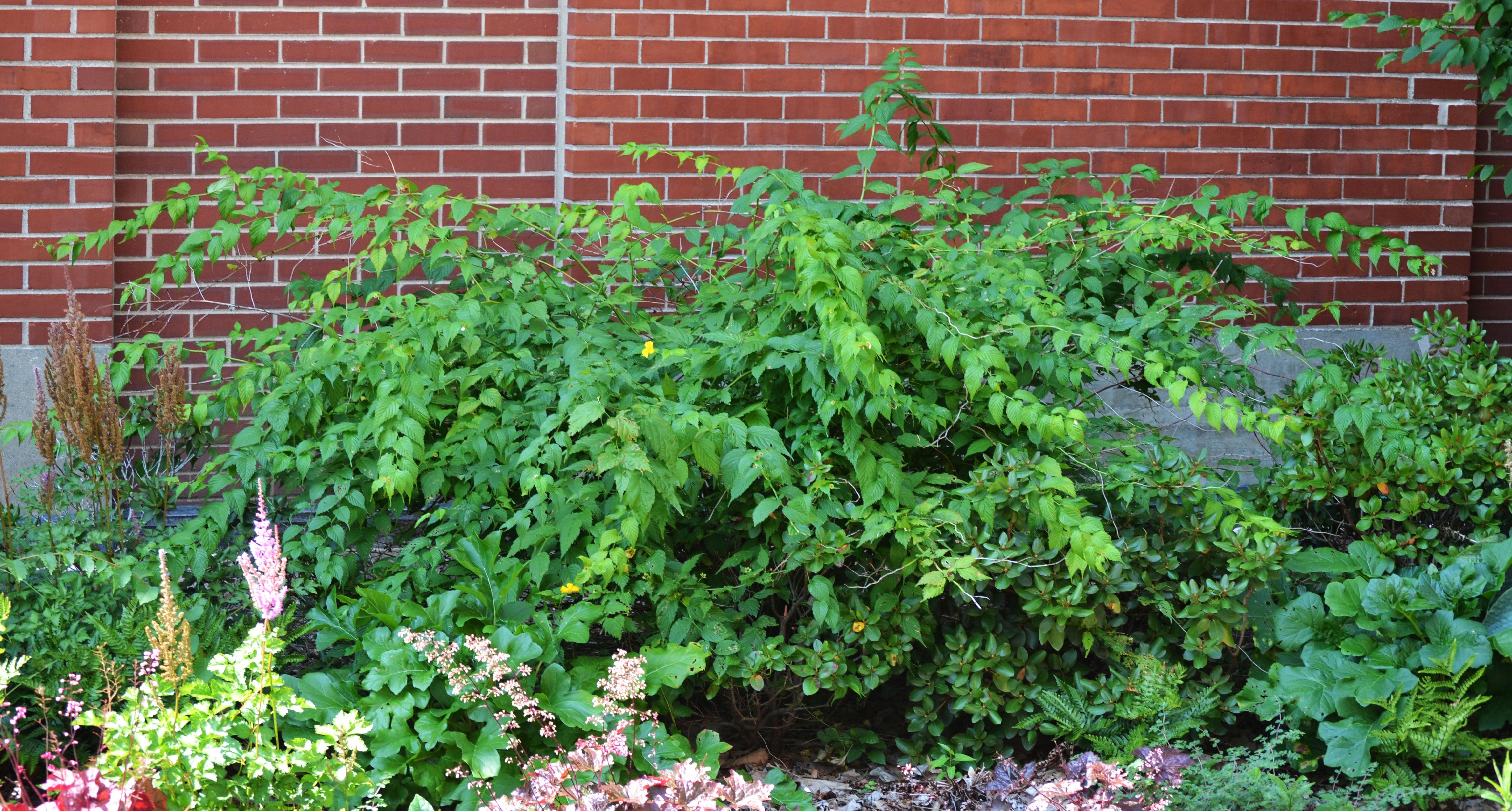 Kerria japonica ‘Golden Guinea’ – Purdue Arboretum Explorer