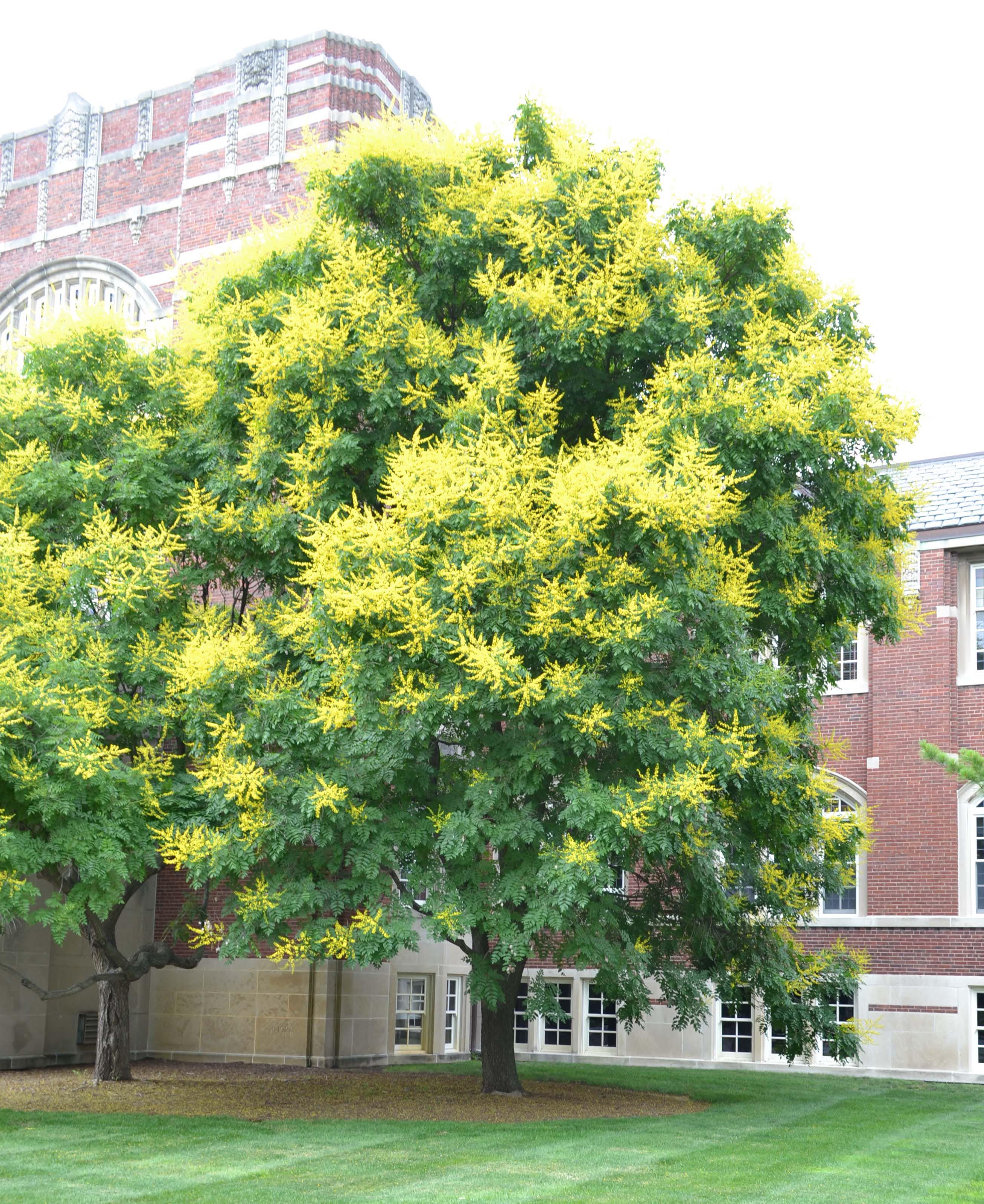 Koelreuteria paniculata – Purdue Arboretum Explorer
