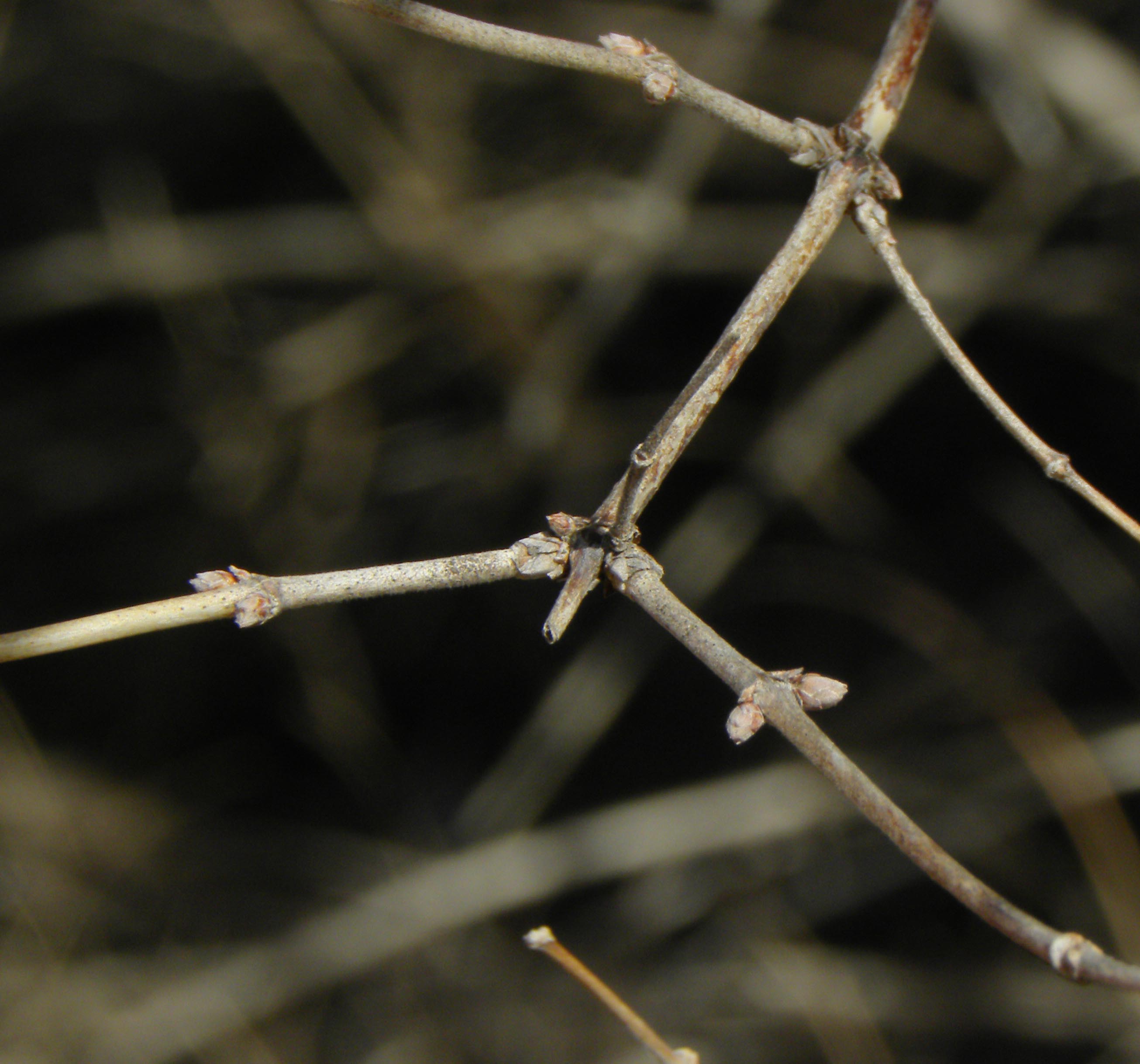 Kolkwitzia amabilis – Purdue Arboretum Explorer