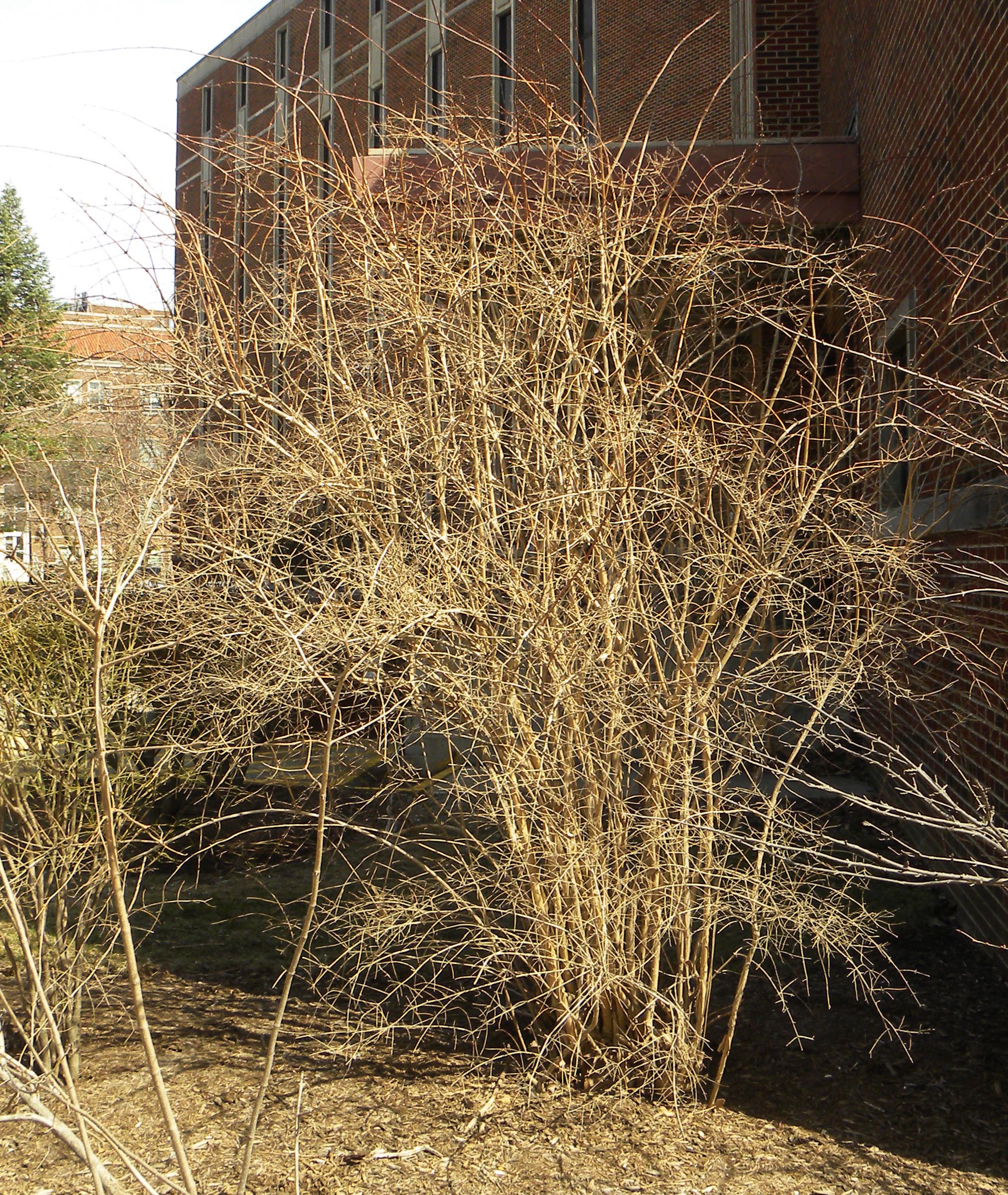 Kolkwitzia amabilis – Purdue Arboretum Explorer