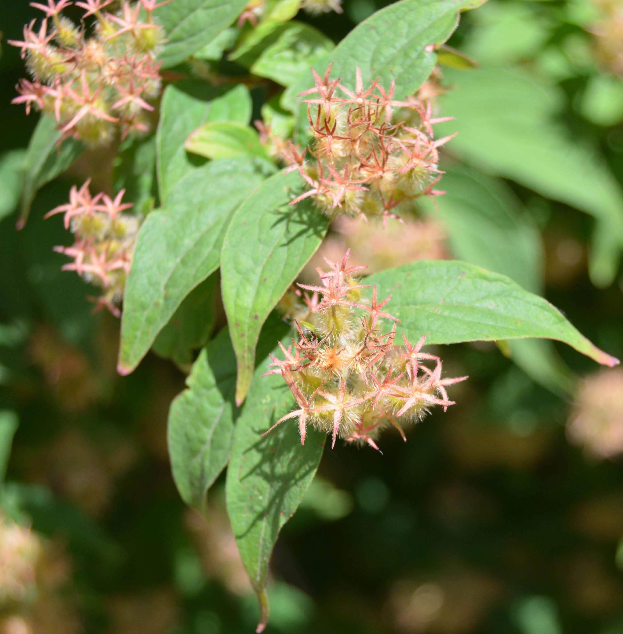 Kolkwitzia amabilis – Purdue Arboretum Explorer