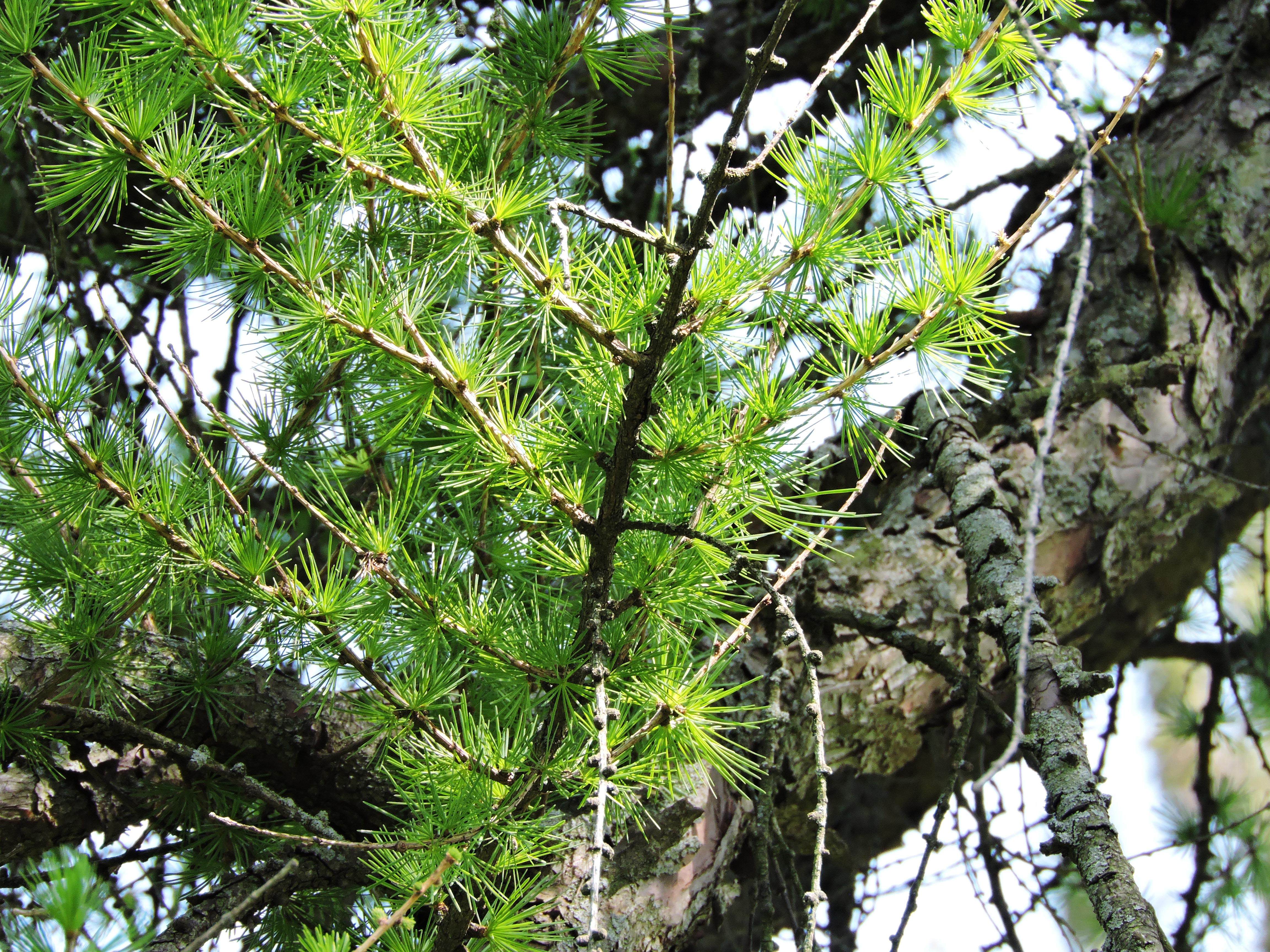 Larix decidua (European Larch) – Purdue Arboretum Explorer