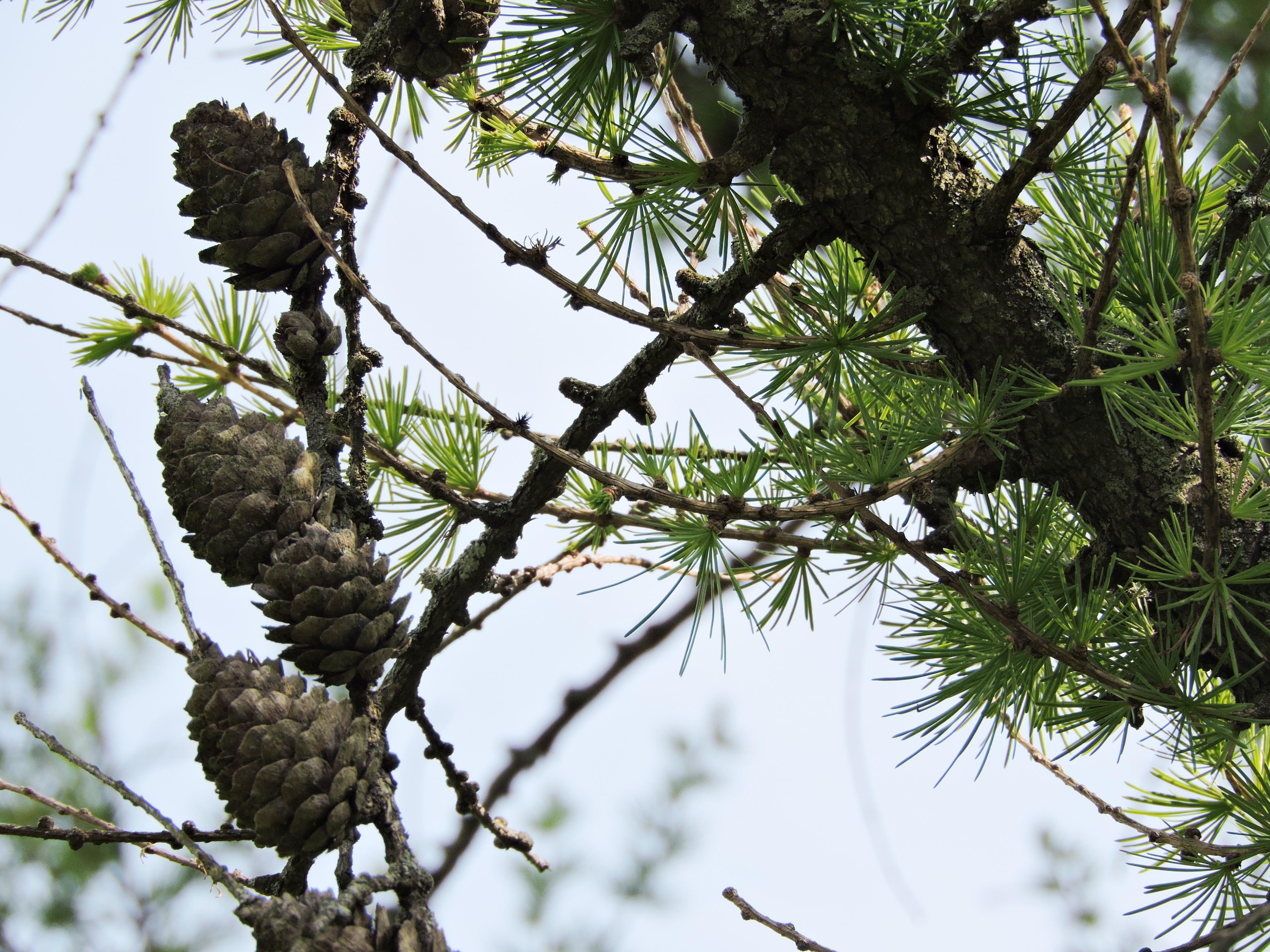 Larix decidua – Purdue Arboretum Explorer