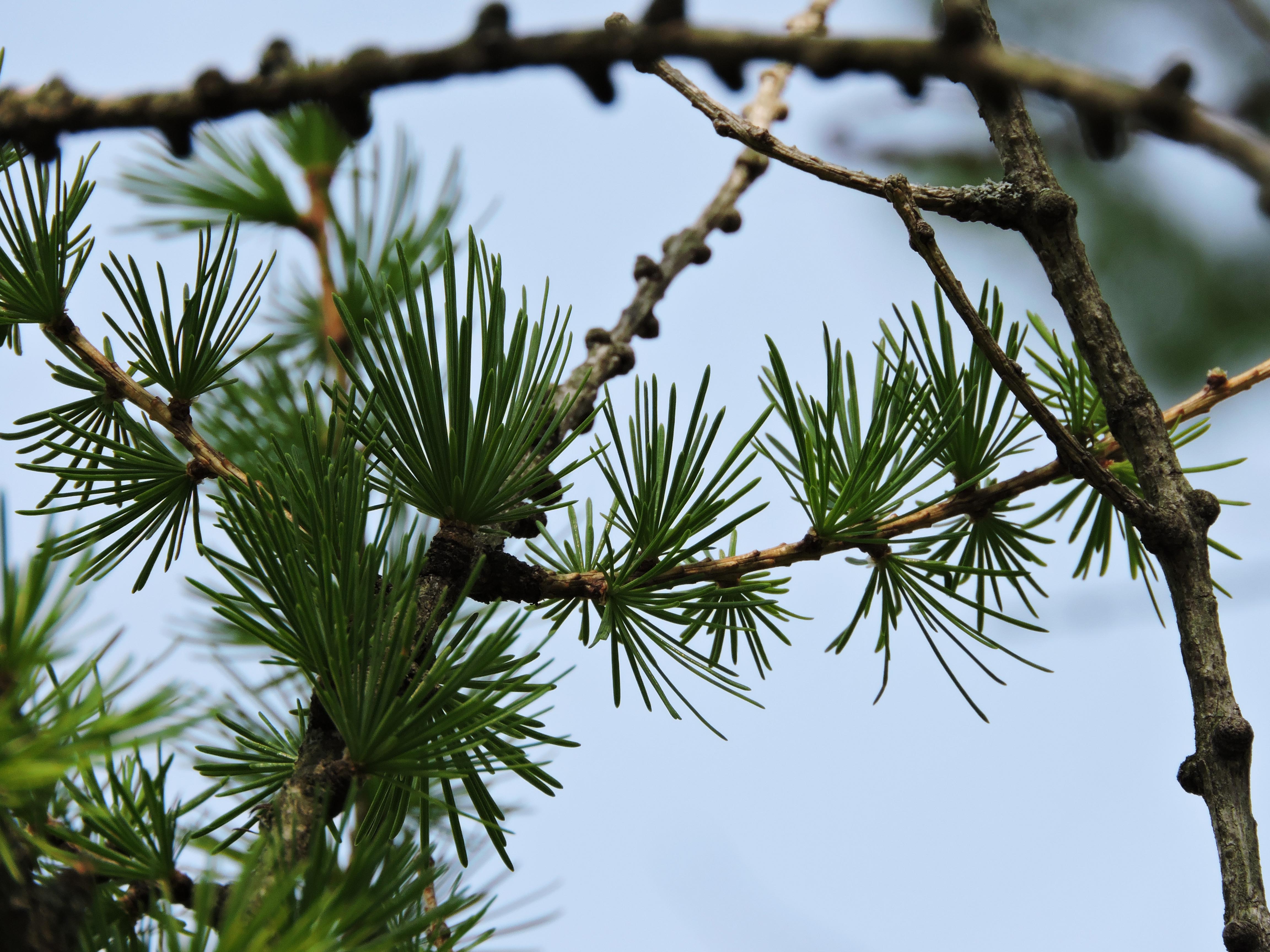 Larix decidua – Purdue Arboretum Explorer