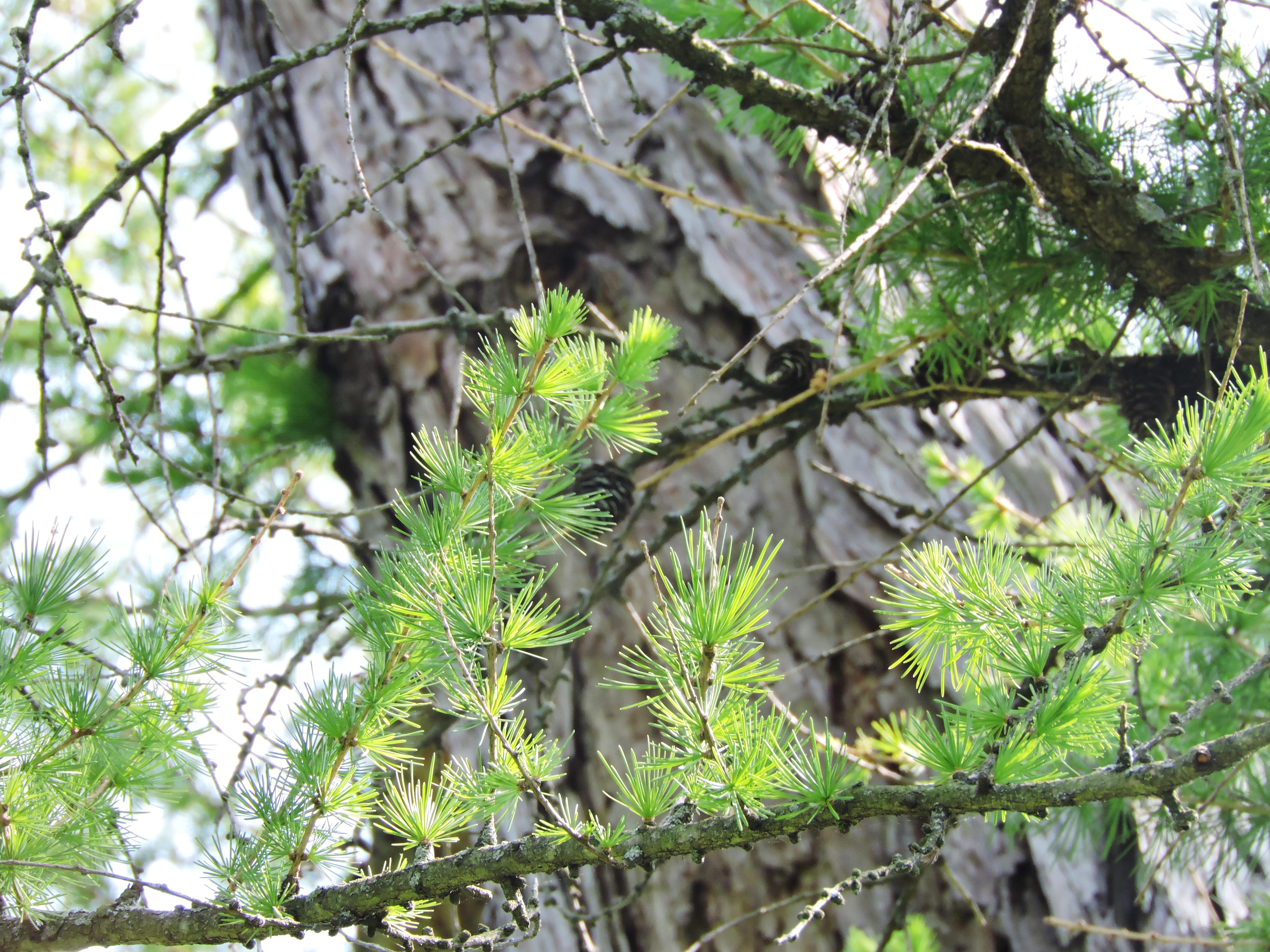 Larix decidua (European Larch) – Purdue Arboretum Explorer