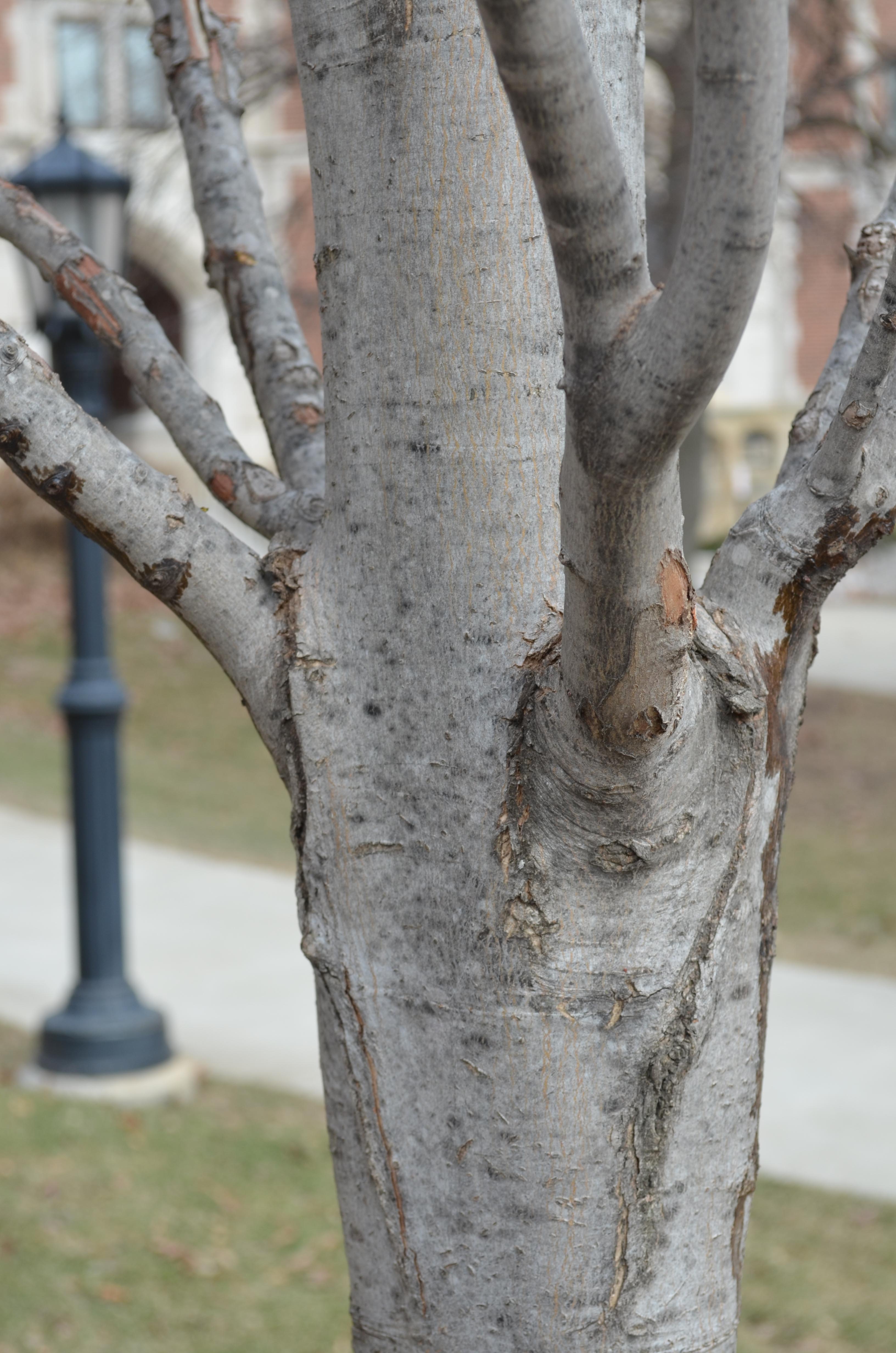 Acer rubrum ‘Bowhall’ – Purdue Arboretum Explorer