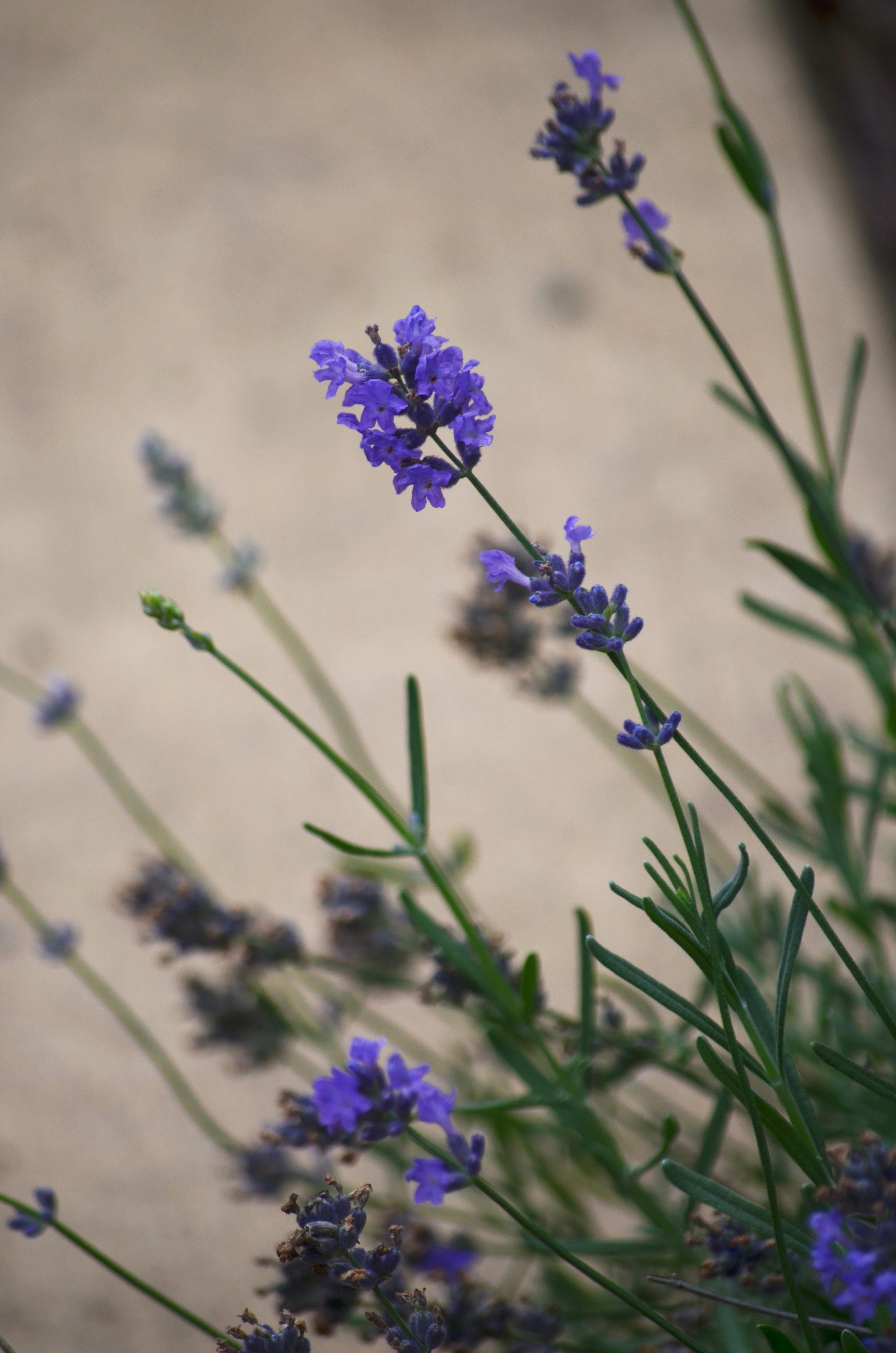 Lavandula angustifolia ‘Munstead’ – Purdue Arboretum Explorer