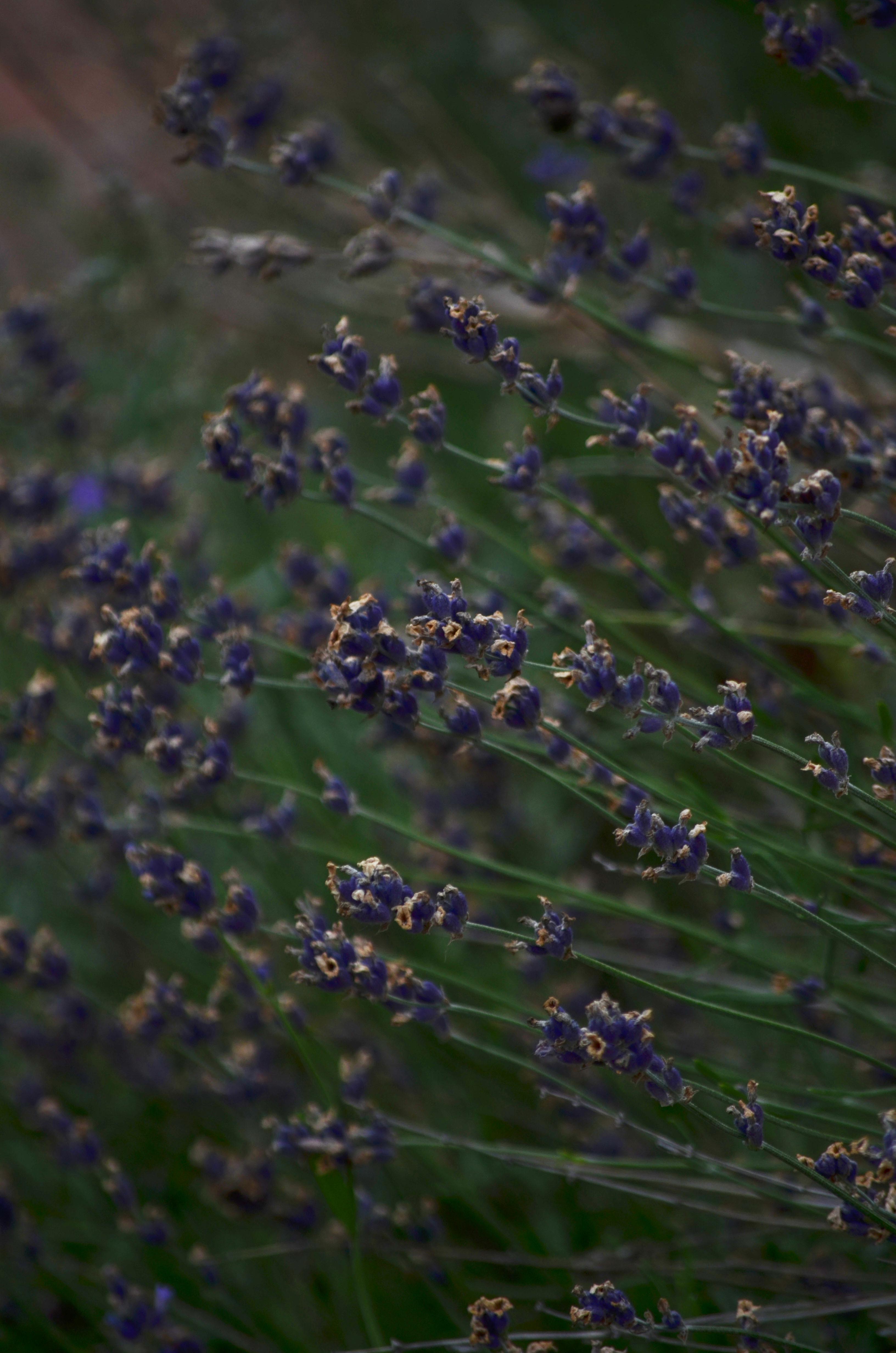 Lavandula angustifolia ‘Munstead’ – Purdue Arboretum Explorer