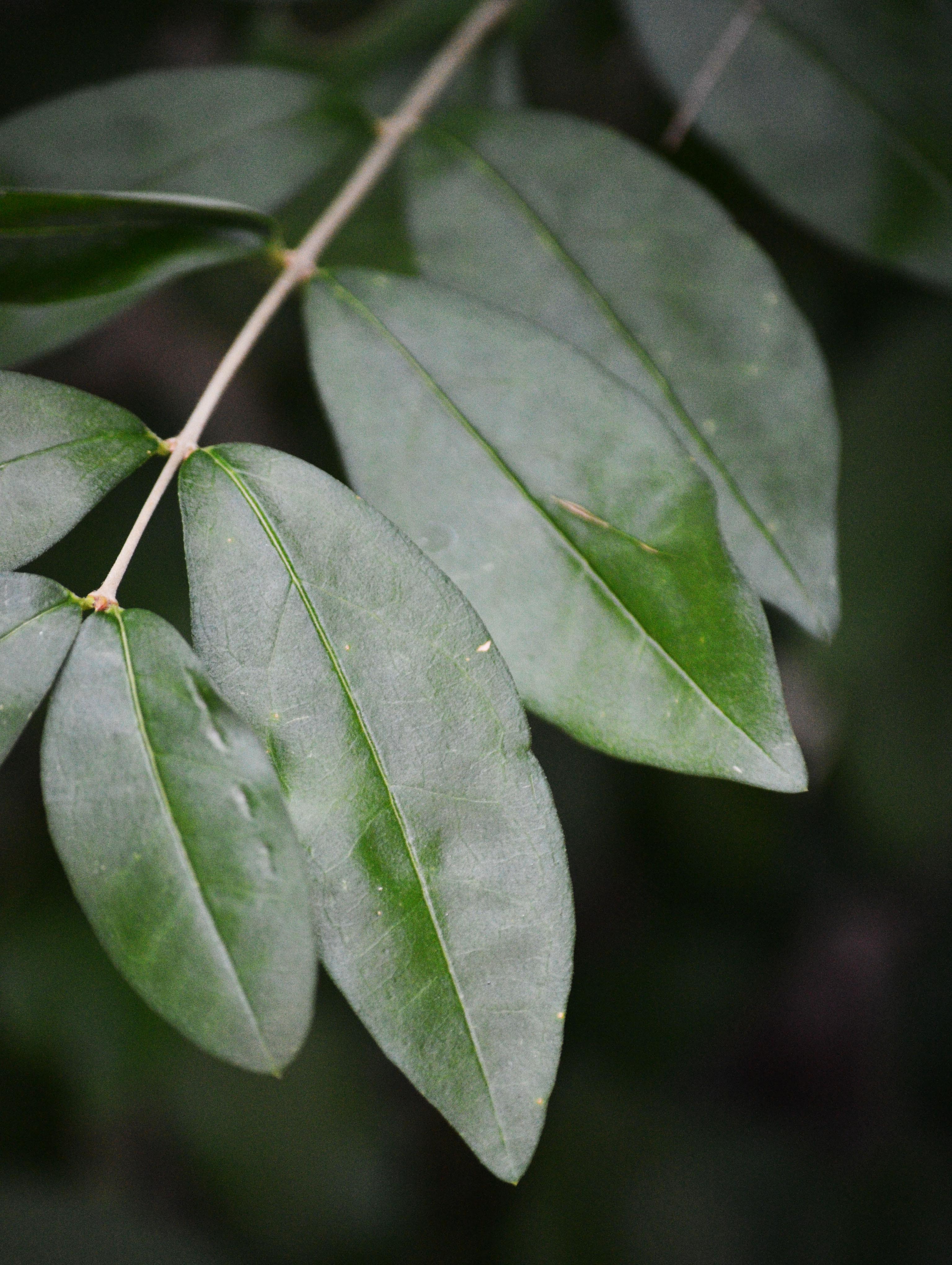 Ligustrum obtusifolium var. regelianum – Purdue Arboretum Explorer