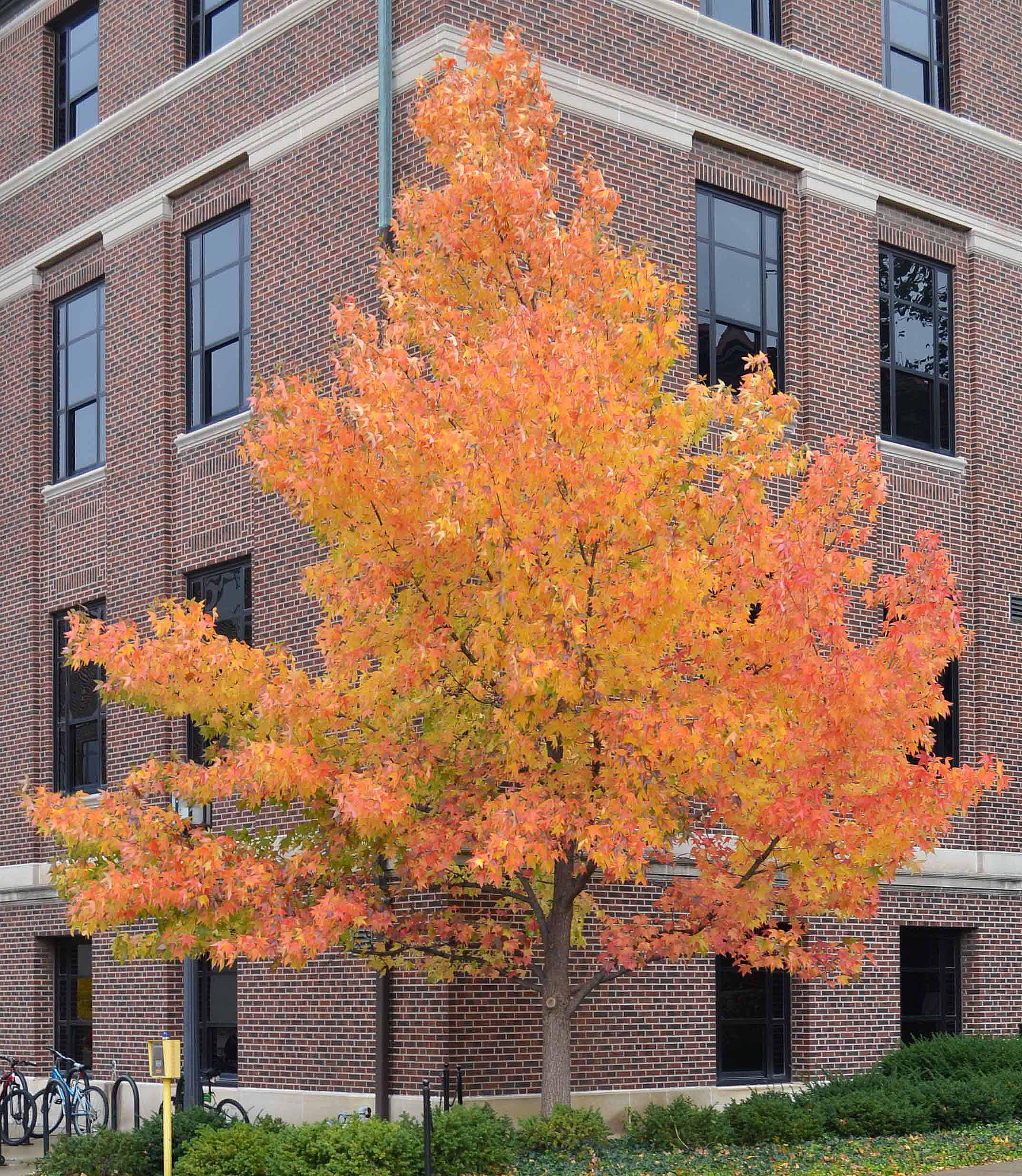 Liquidambar styraciflua – Purdue Arboretum Explorer