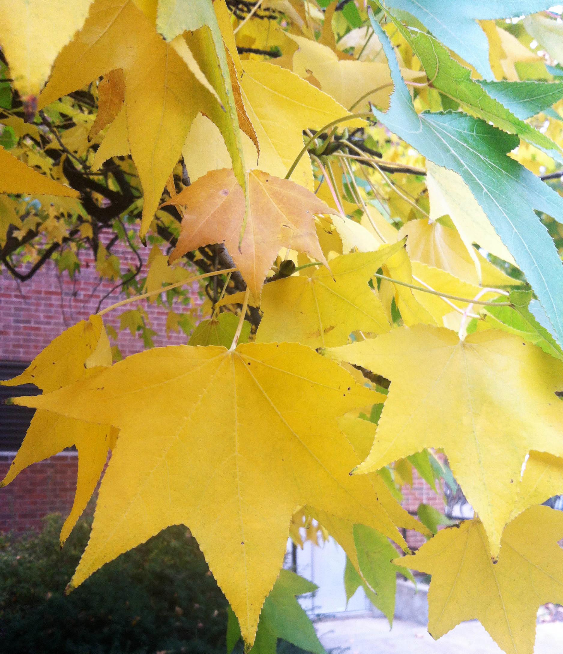 Liquidambar styraciflua – Purdue Arboretum Explorer