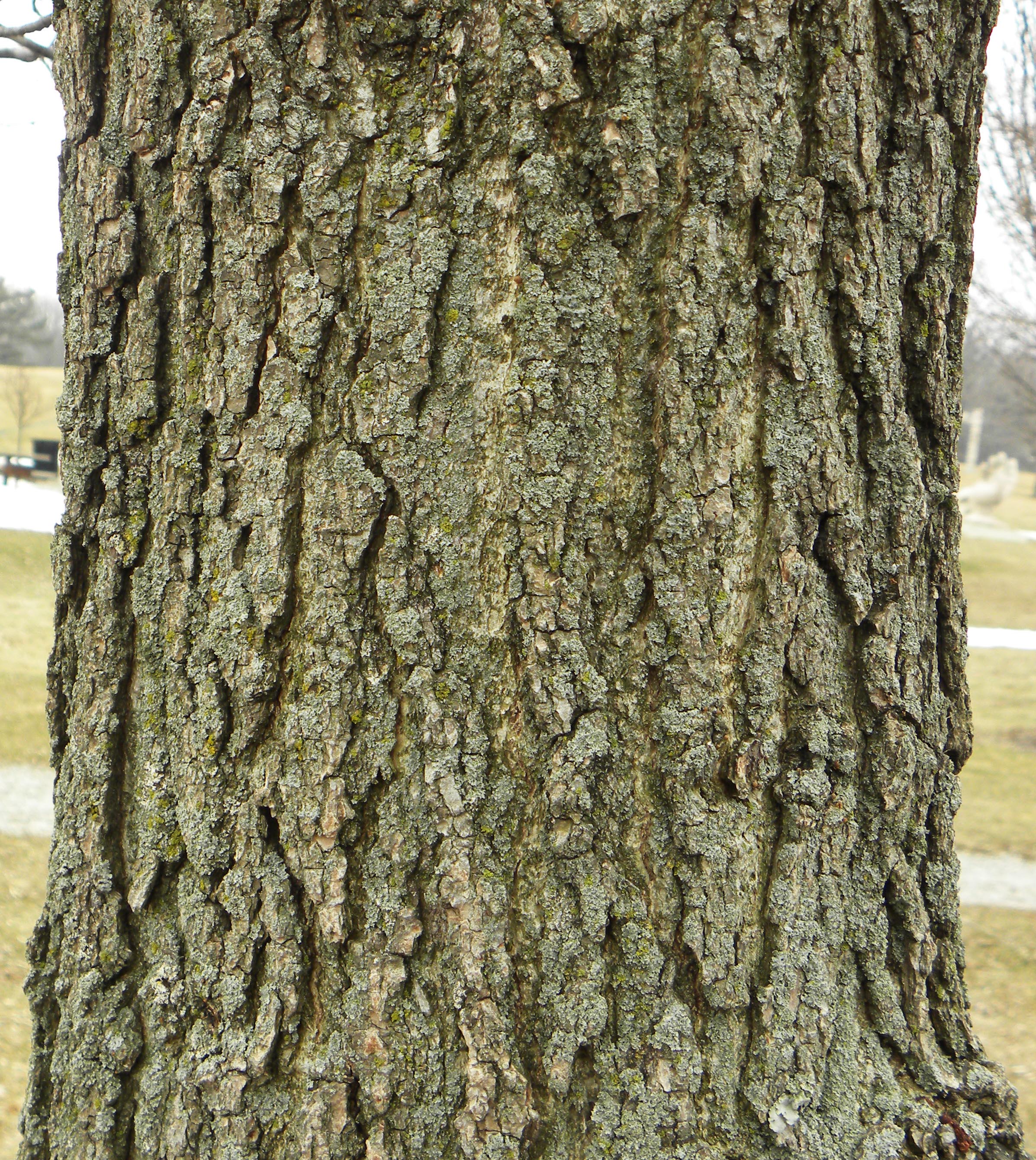 Liquidambar styraciflua – Purdue Arboretum Explorer