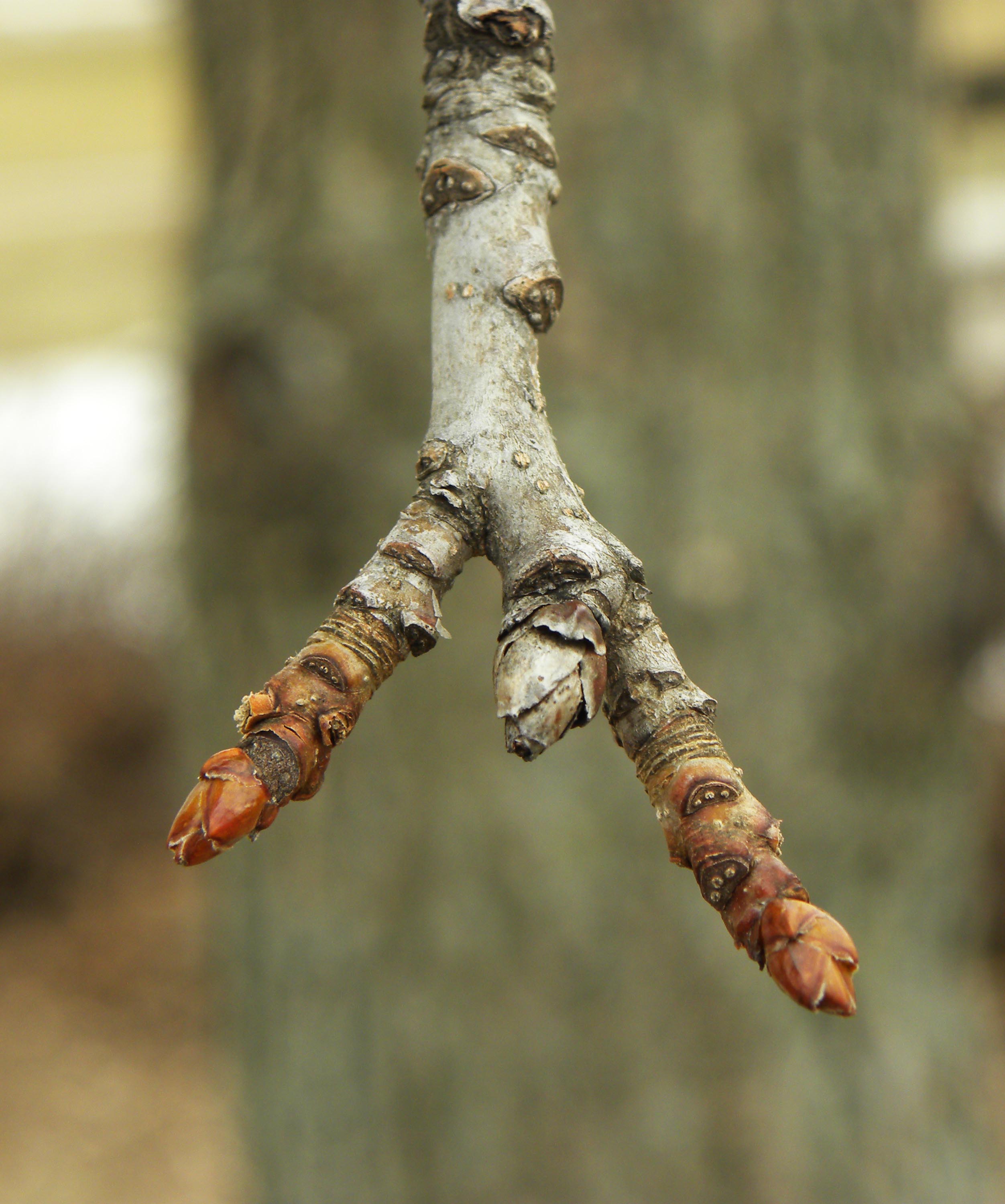 Liquidambar styraciflua – Purdue Arboretum Explorer