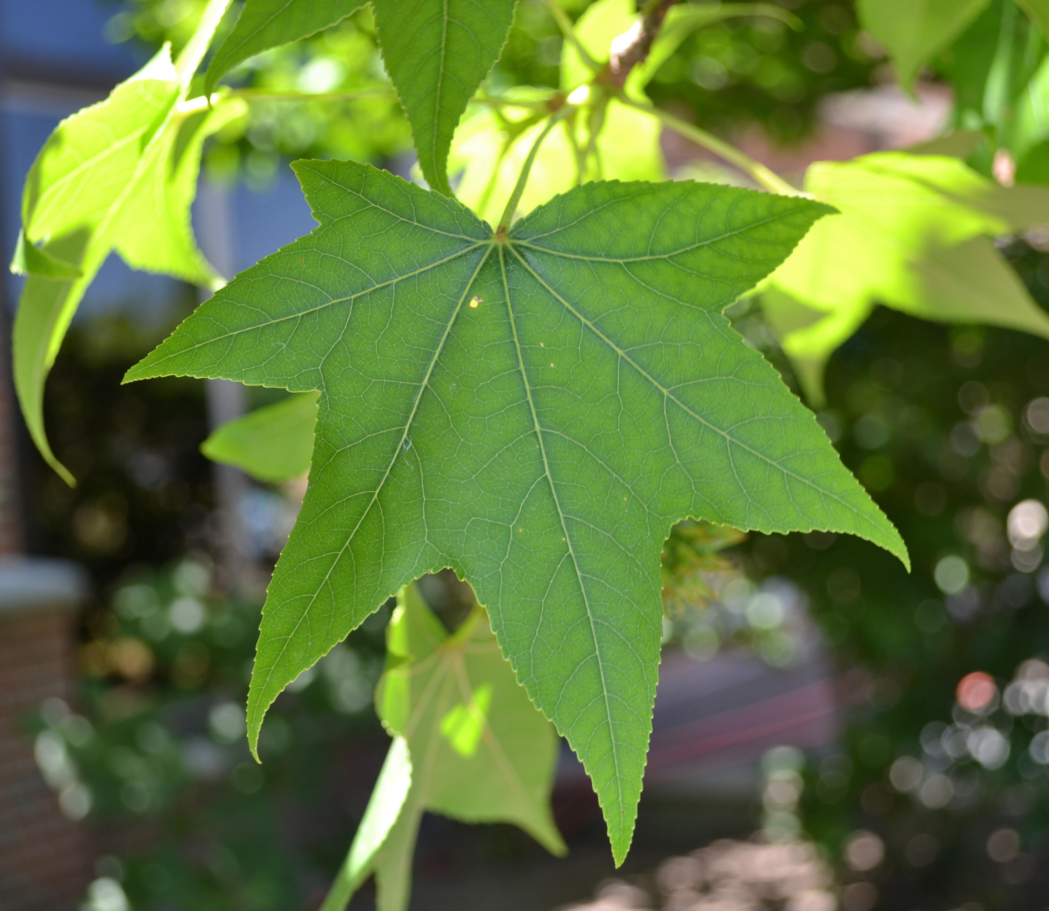 Liquidambar styraciflua – Purdue Arboretum Explorer