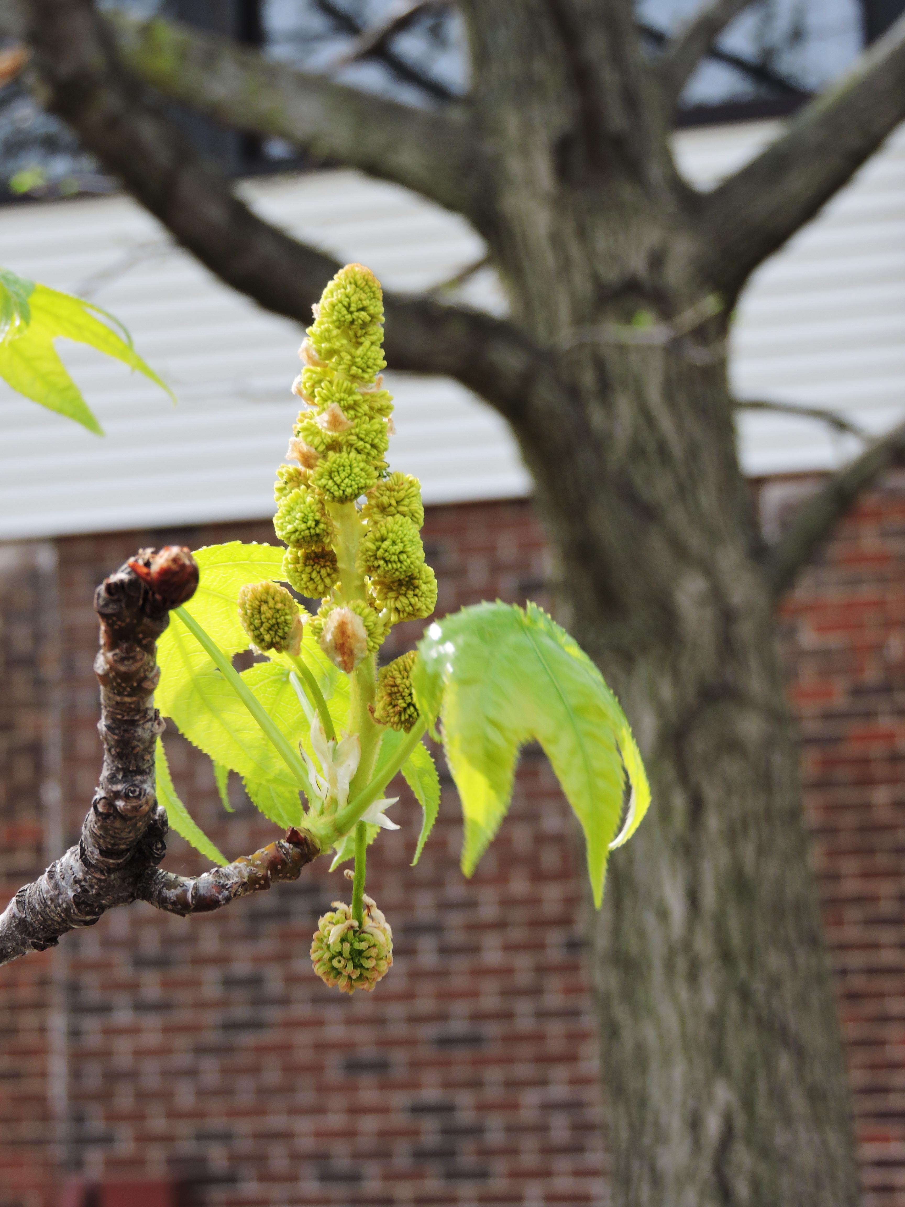 Liquidambar styraciflua – Purdue Arboretum Explorer