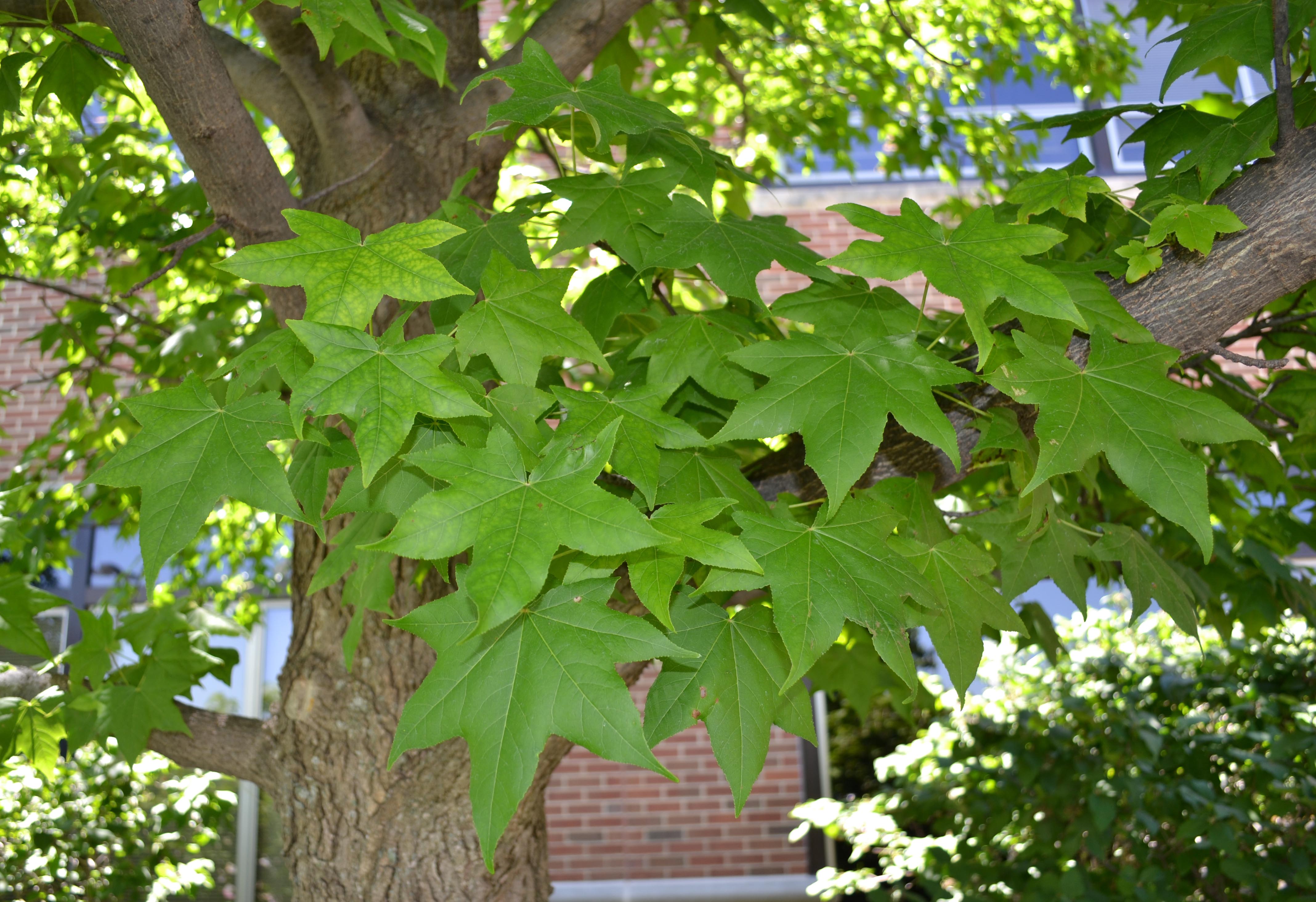 Liquidambar styraciflua – Purdue Arboretum Explorer