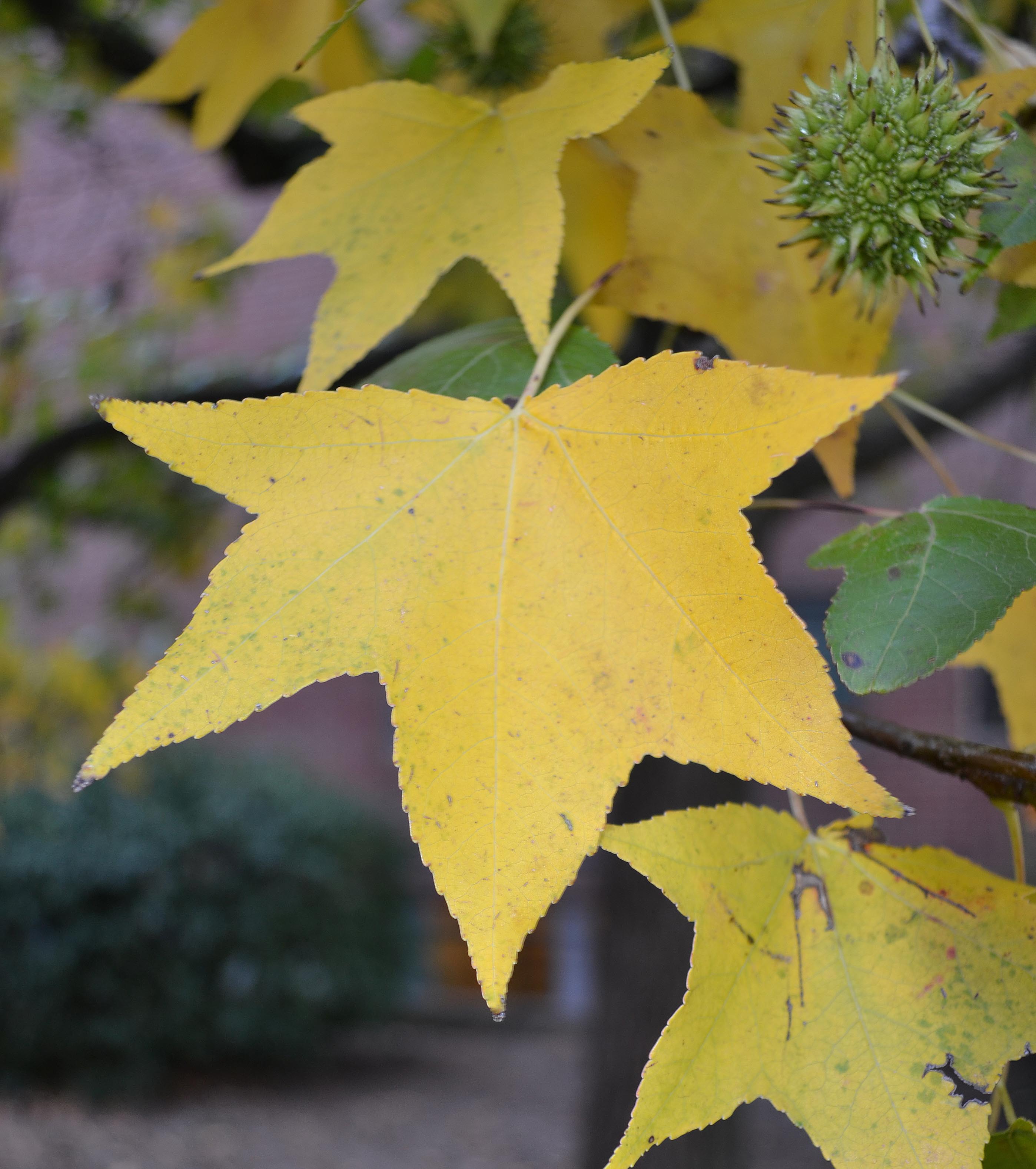 Liquidambar styraciflua – Purdue Arboretum Explorer