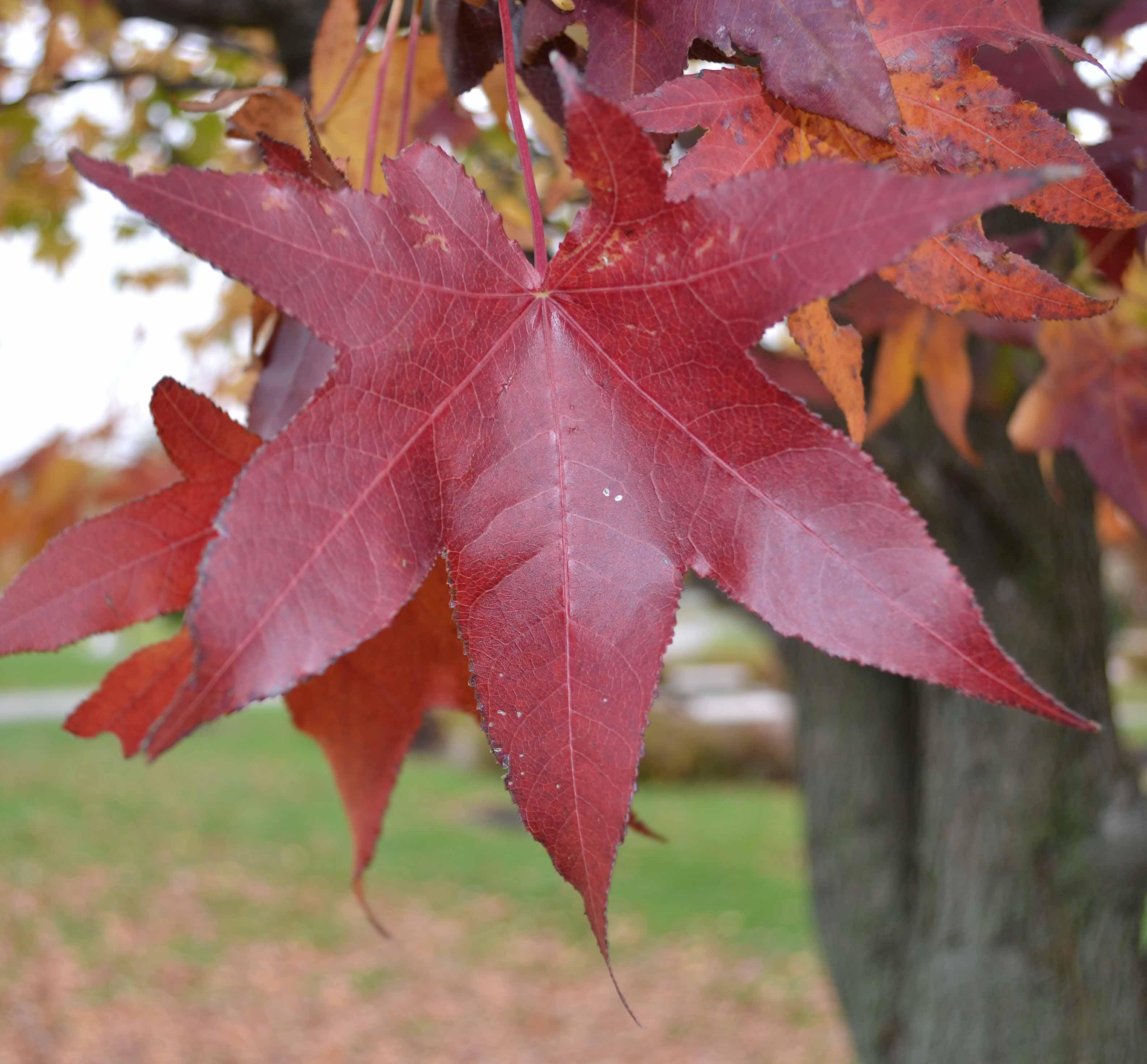 Liquidambar styraciflua – Purdue Arboretum Explorer