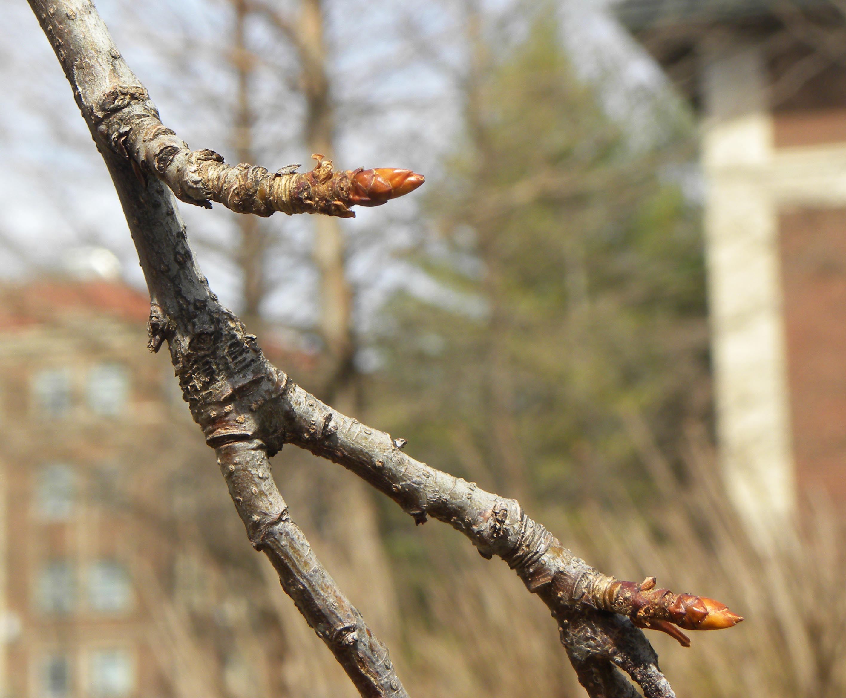 Liquidambar styraciflua ‘Ward’ [sold as Cherokee™] – Purdue Arboretum ...