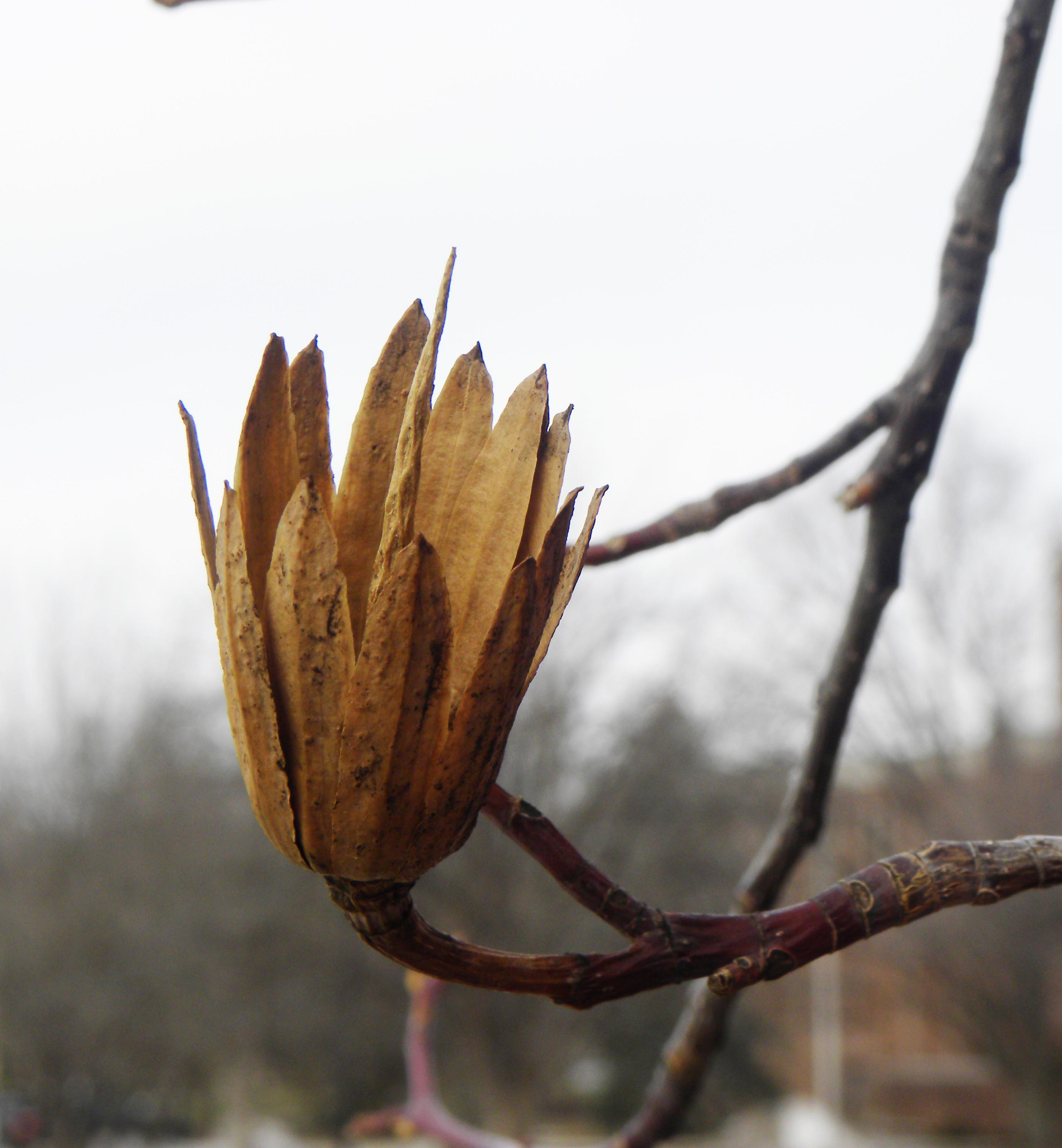 Liriodendron tulipifera – Purdue Arboretum Explorer