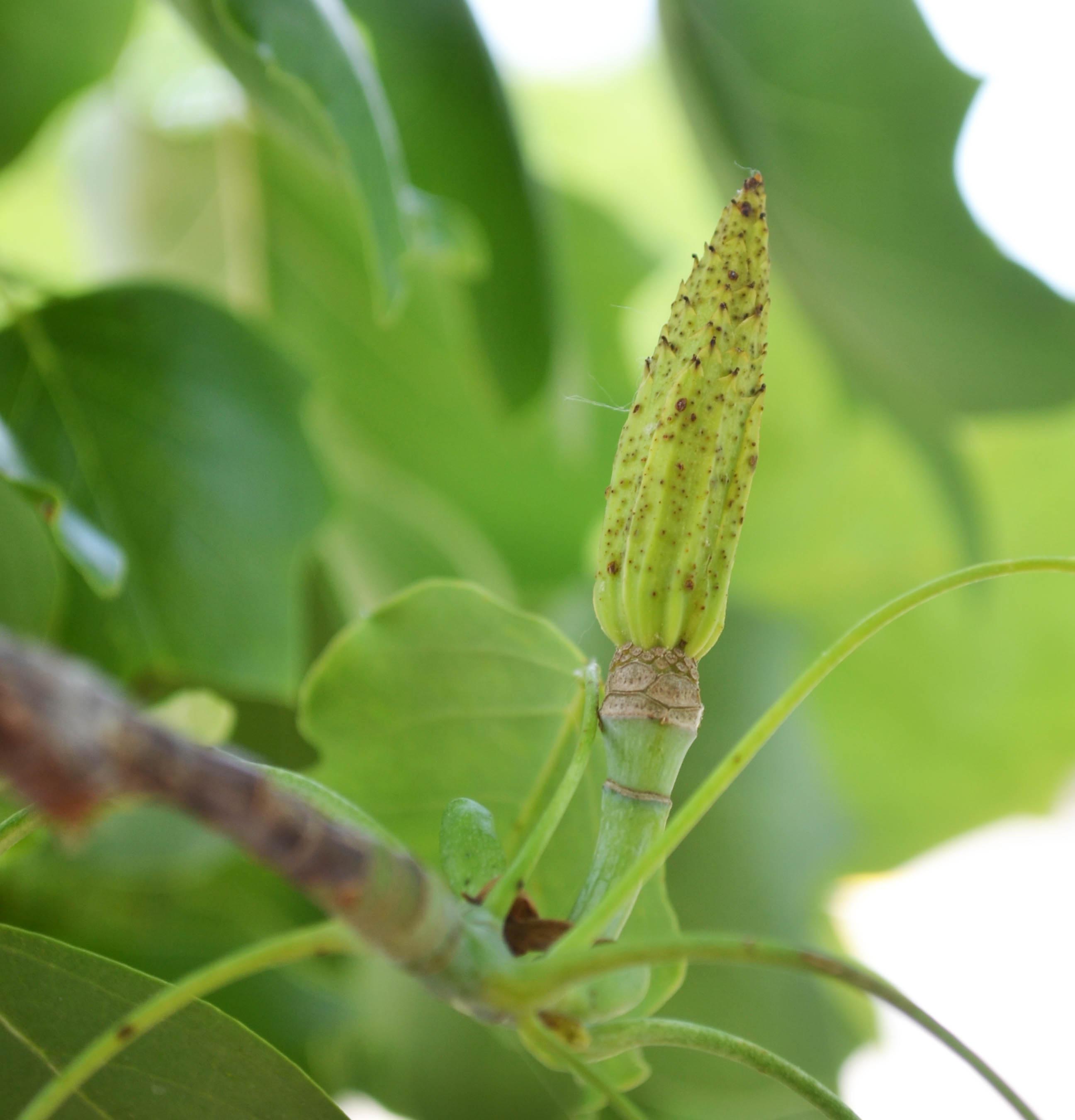Liriodendron tulipifera – Purdue Arboretum Explorer