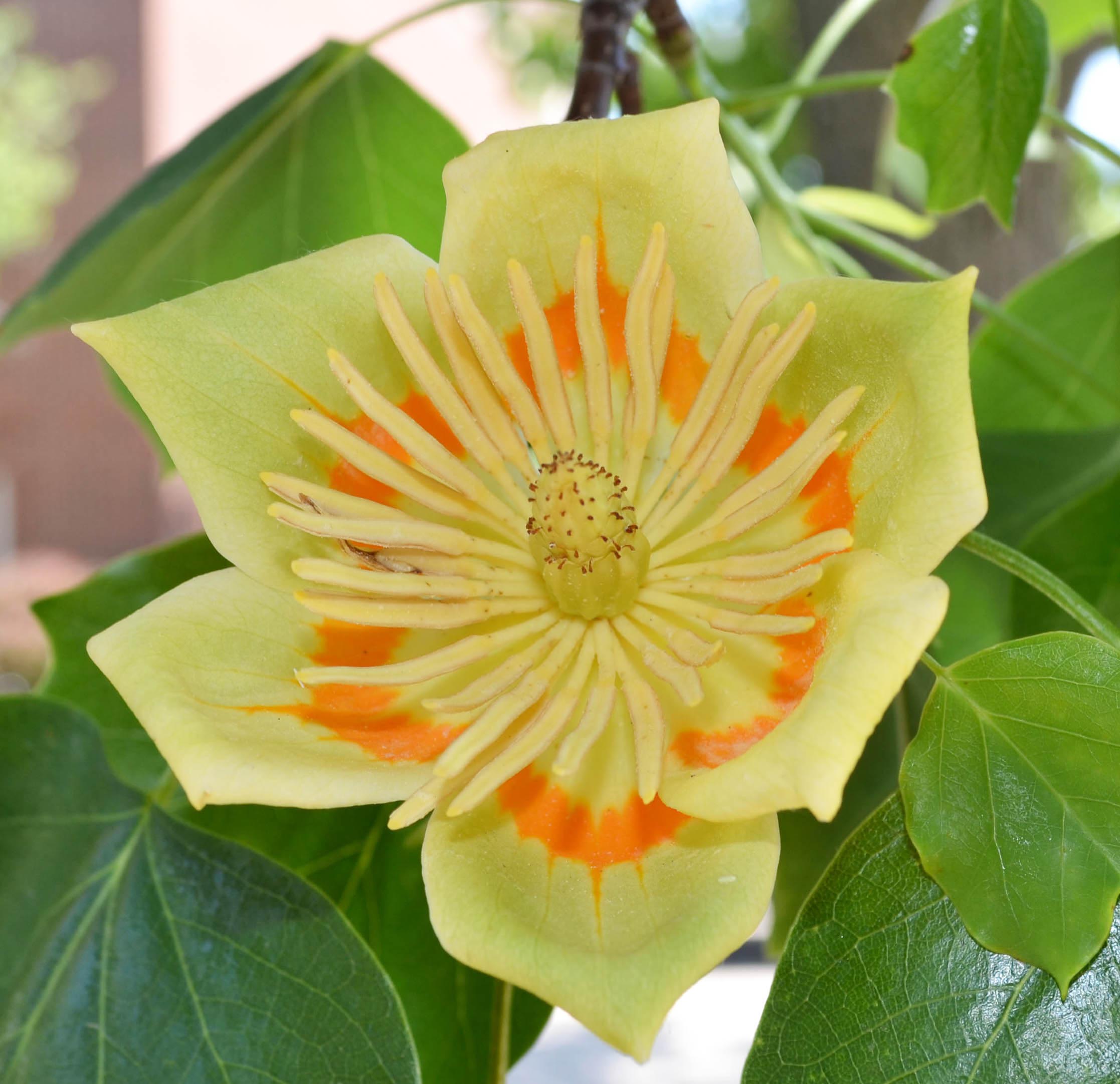 Liriodendron tulipifera – Purdue Arboretum Explorer