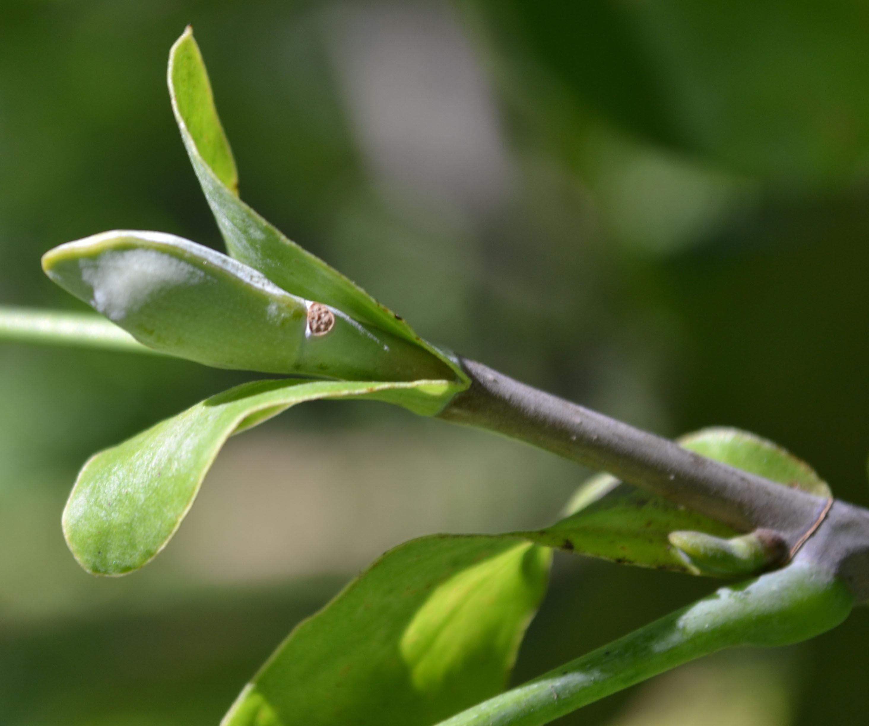 Liriodendron tulipifera – Purdue Arboretum Explorer