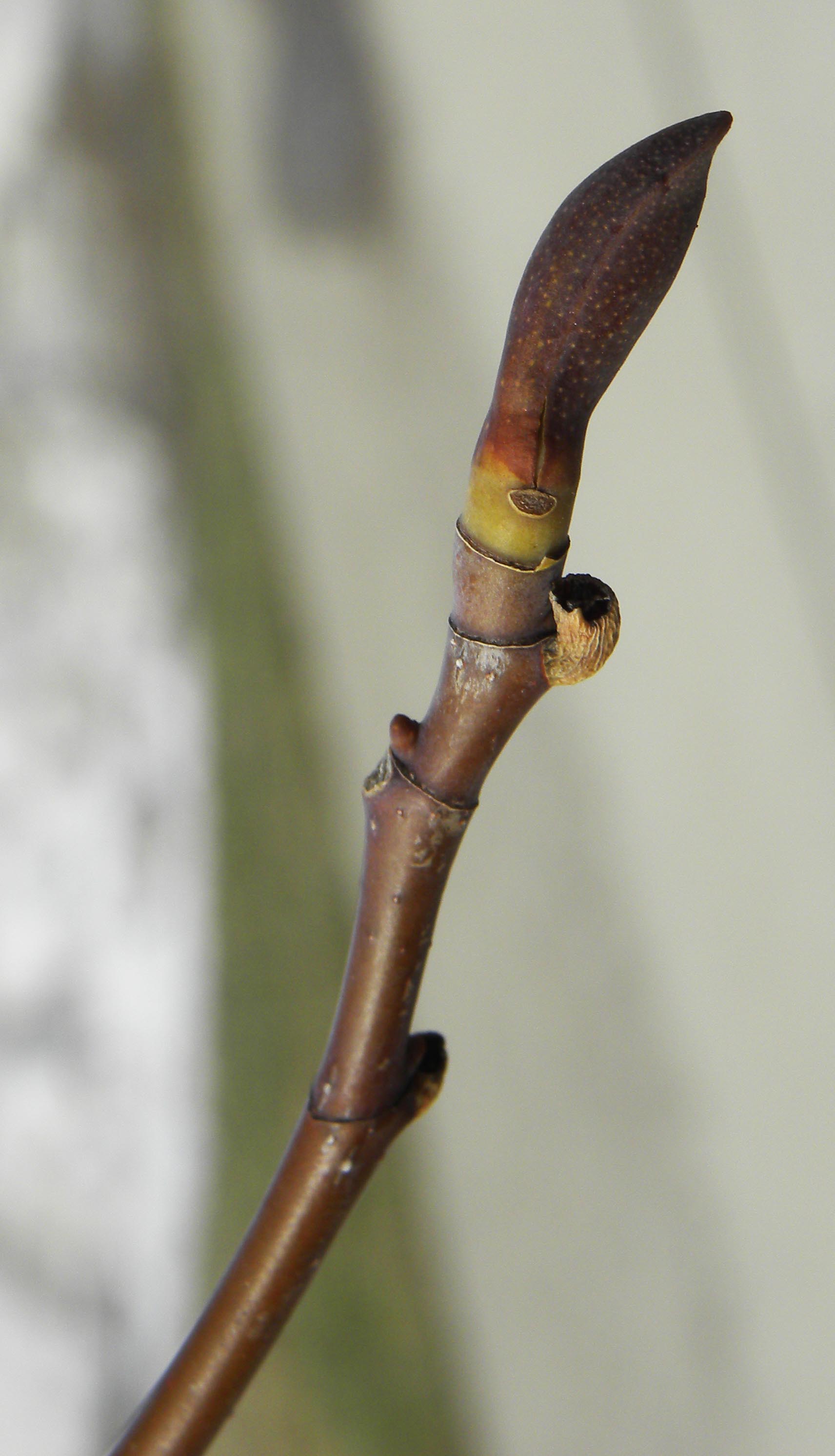 Liriodendron tulipifera – Purdue Arboretum Explorer
