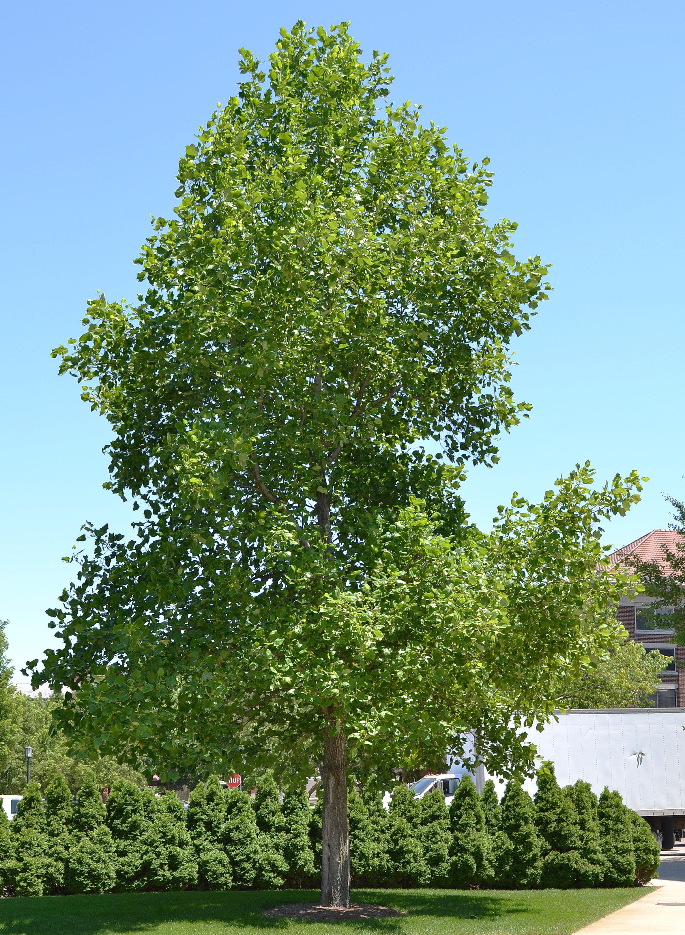Liriodendron tulipifera – Purdue Arboretum Explorer