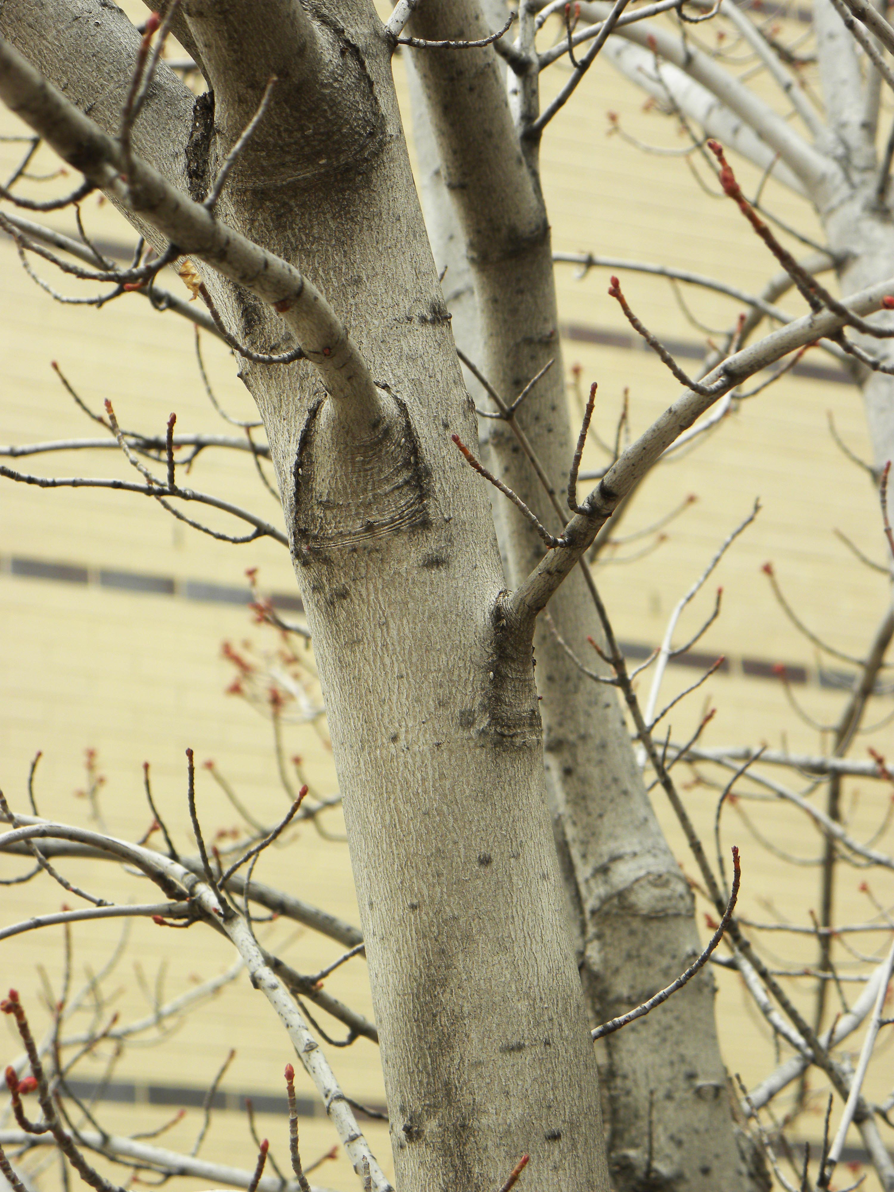 Acer rubrum ‘Brandywine’ – Purdue Arboretum Explorer